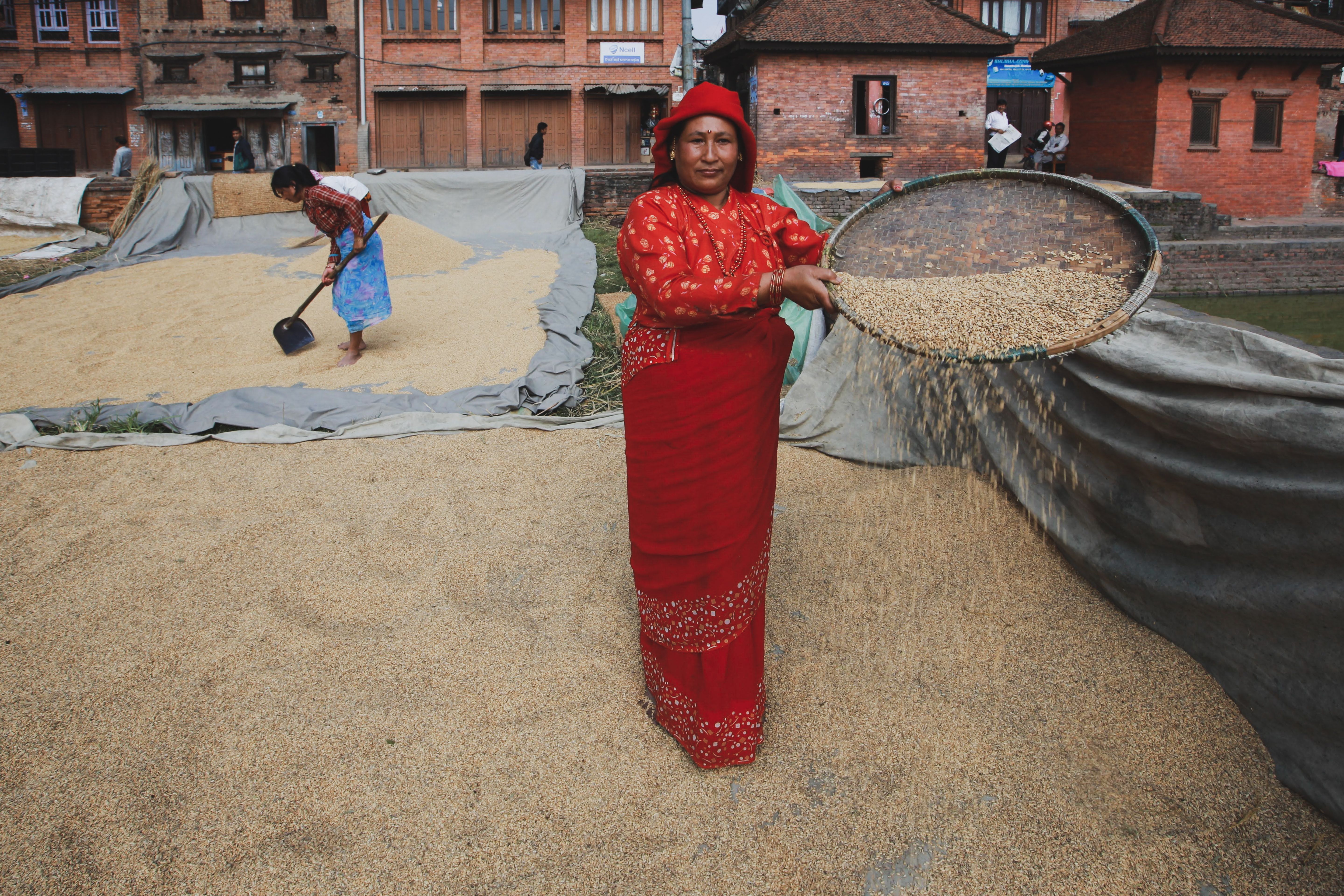 Women Draing Grain in Traditional Way · Free Stock Photo