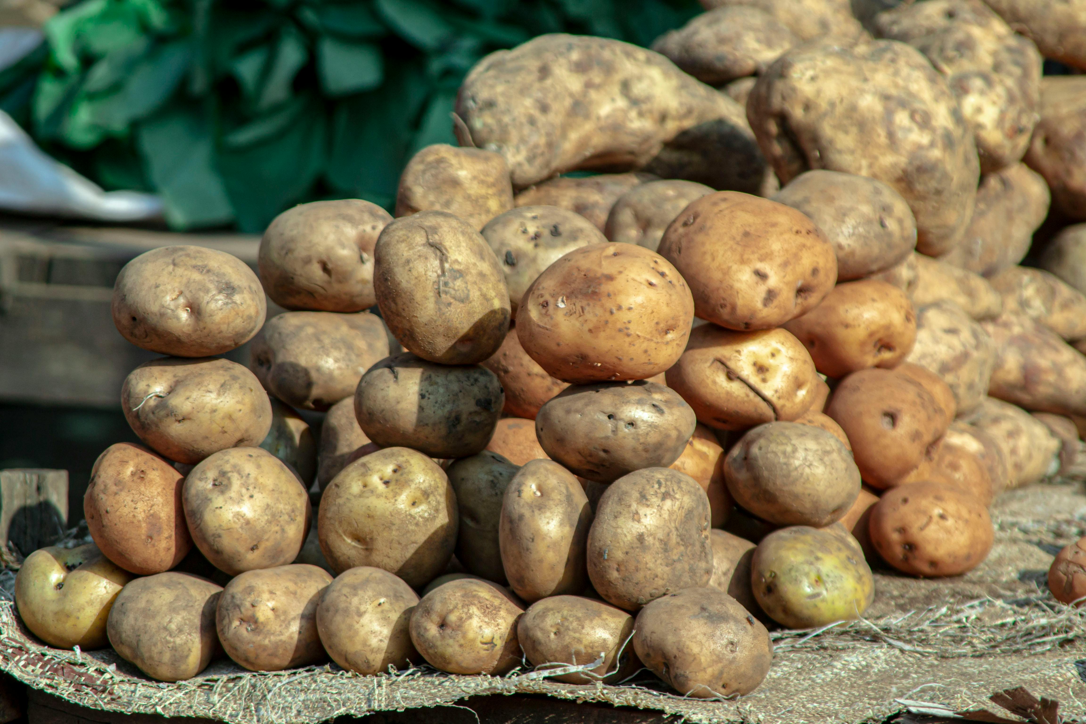 Washed Potatoes in a Plastic Strainer · Free Stock Photo