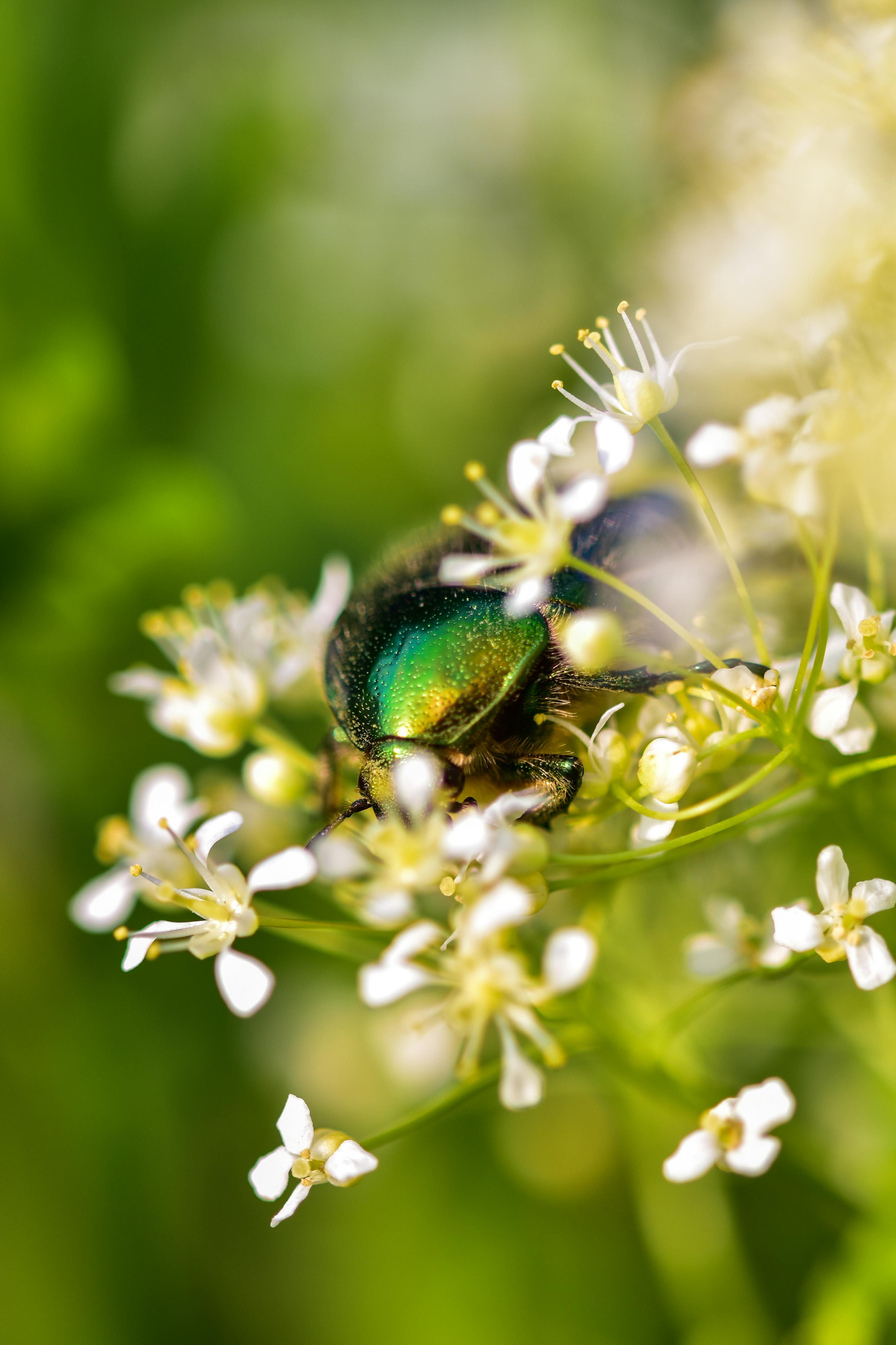 Flower Asmr Photos, Download Free Flower Asmr Stock Photos & HD Images
