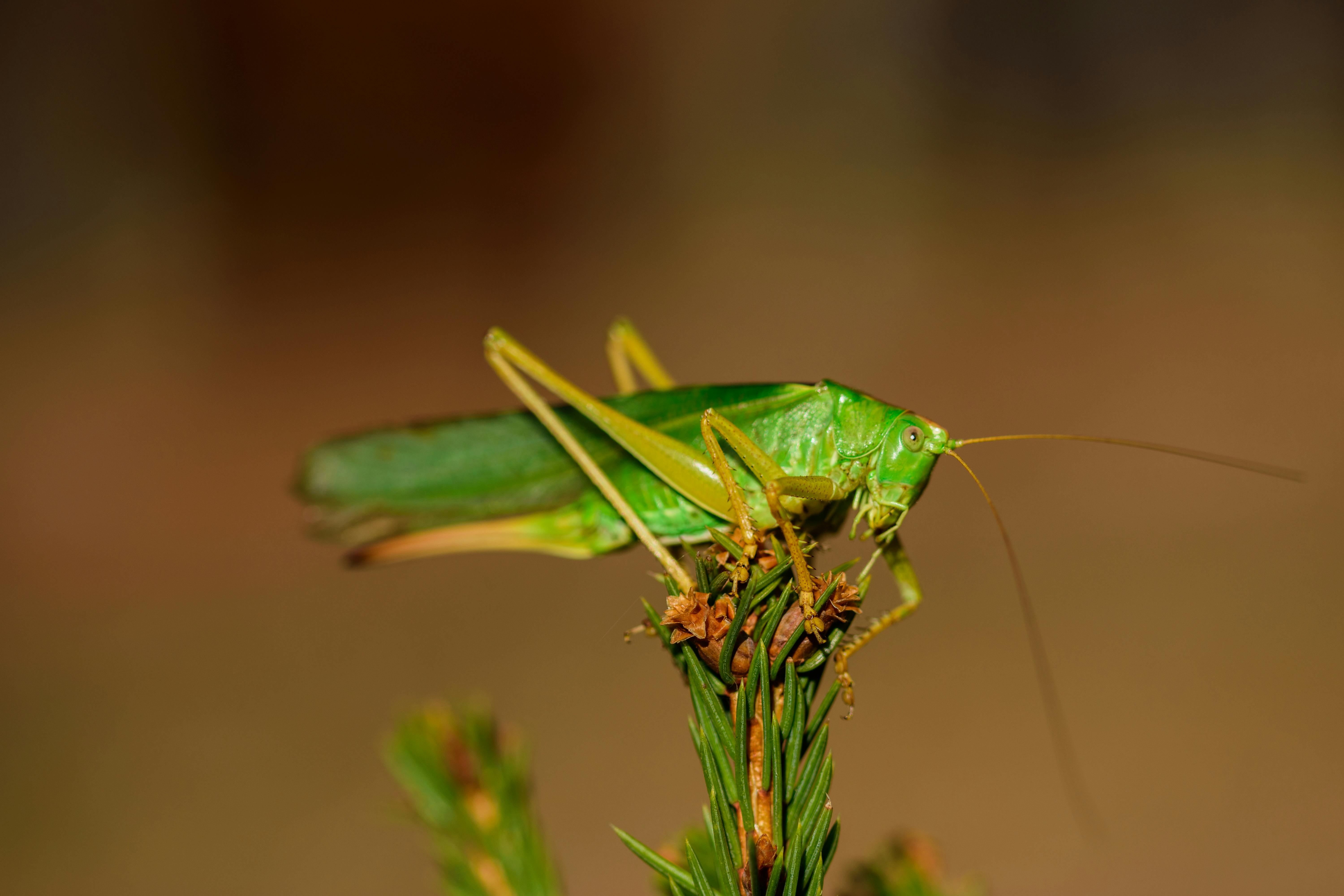 Close-Up Shot of a Grasshopper · Free Stock Photo