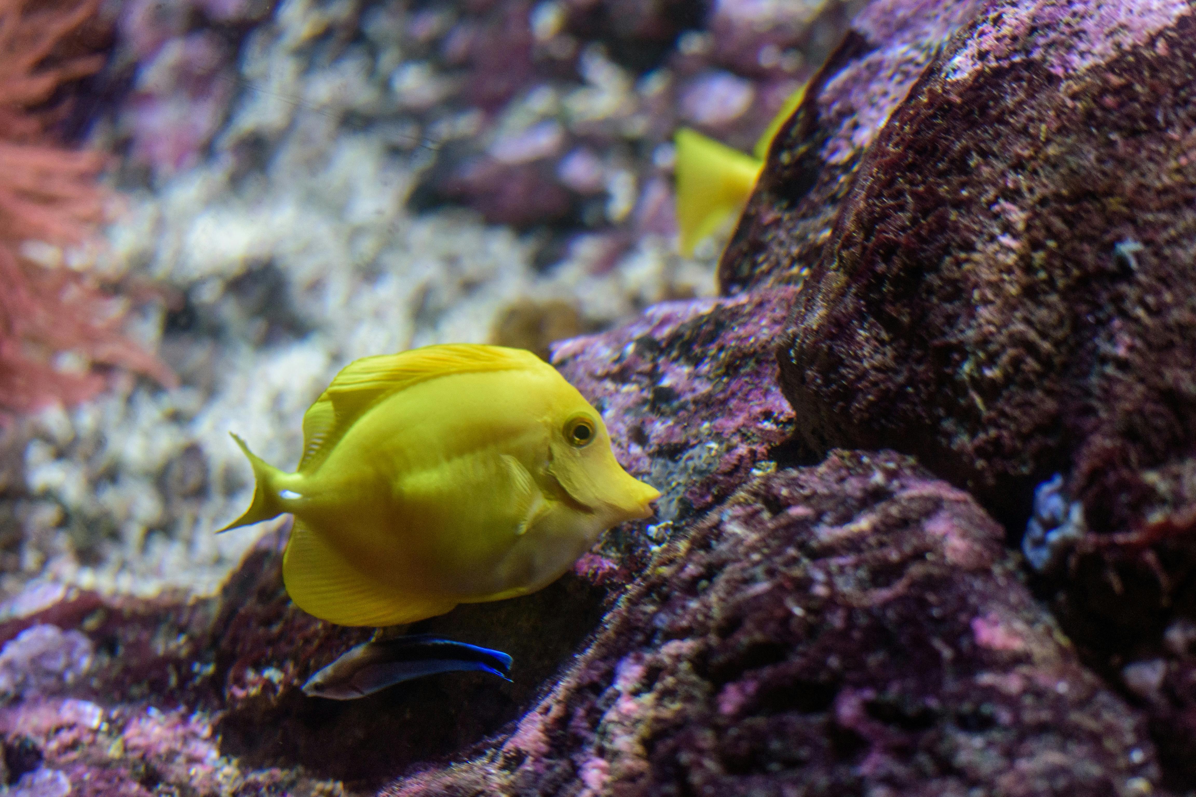 A Yellow Tang Fish Underwater · Free Stock Photo