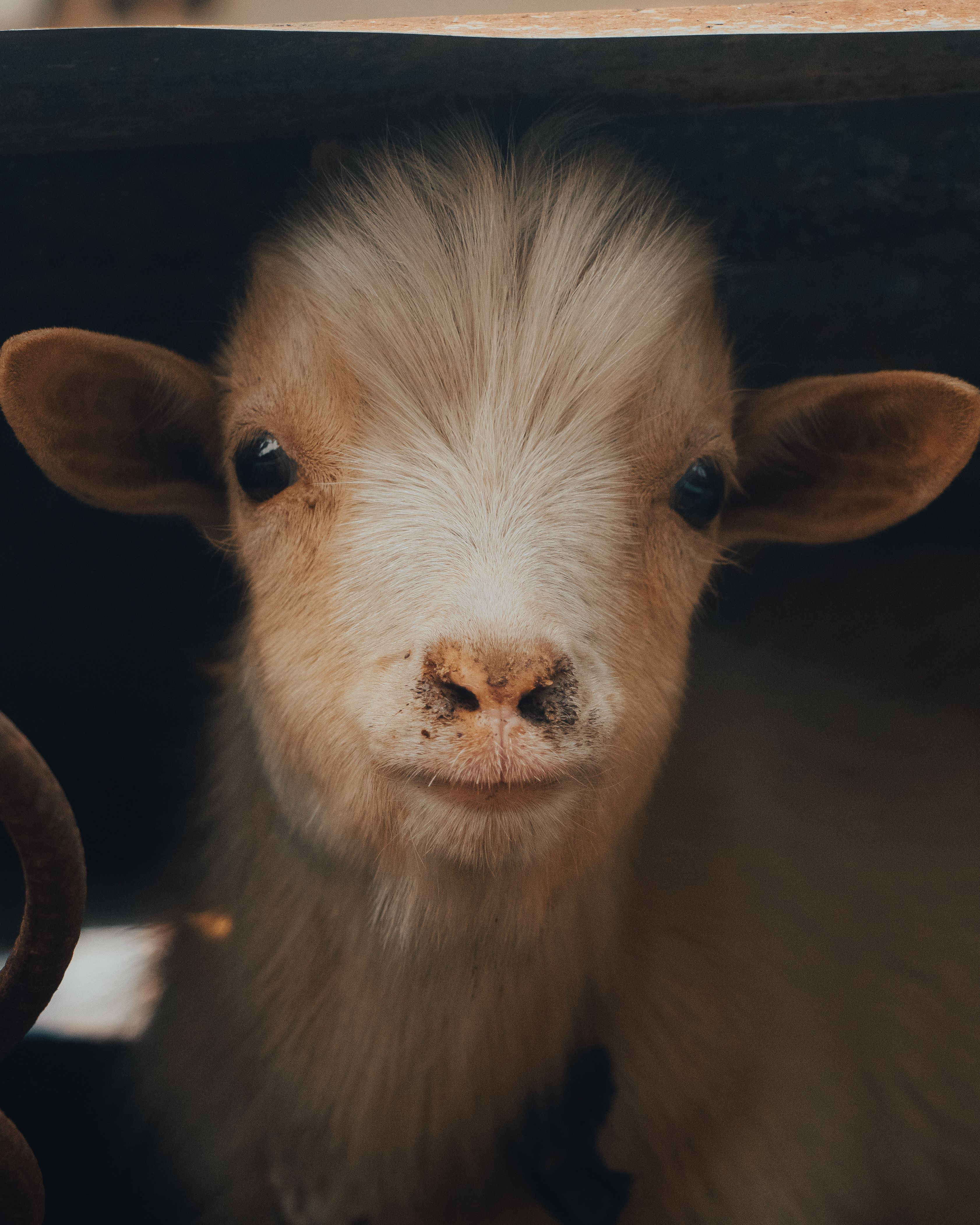 Close-Up Shot of a Goat · Free Stock Photo