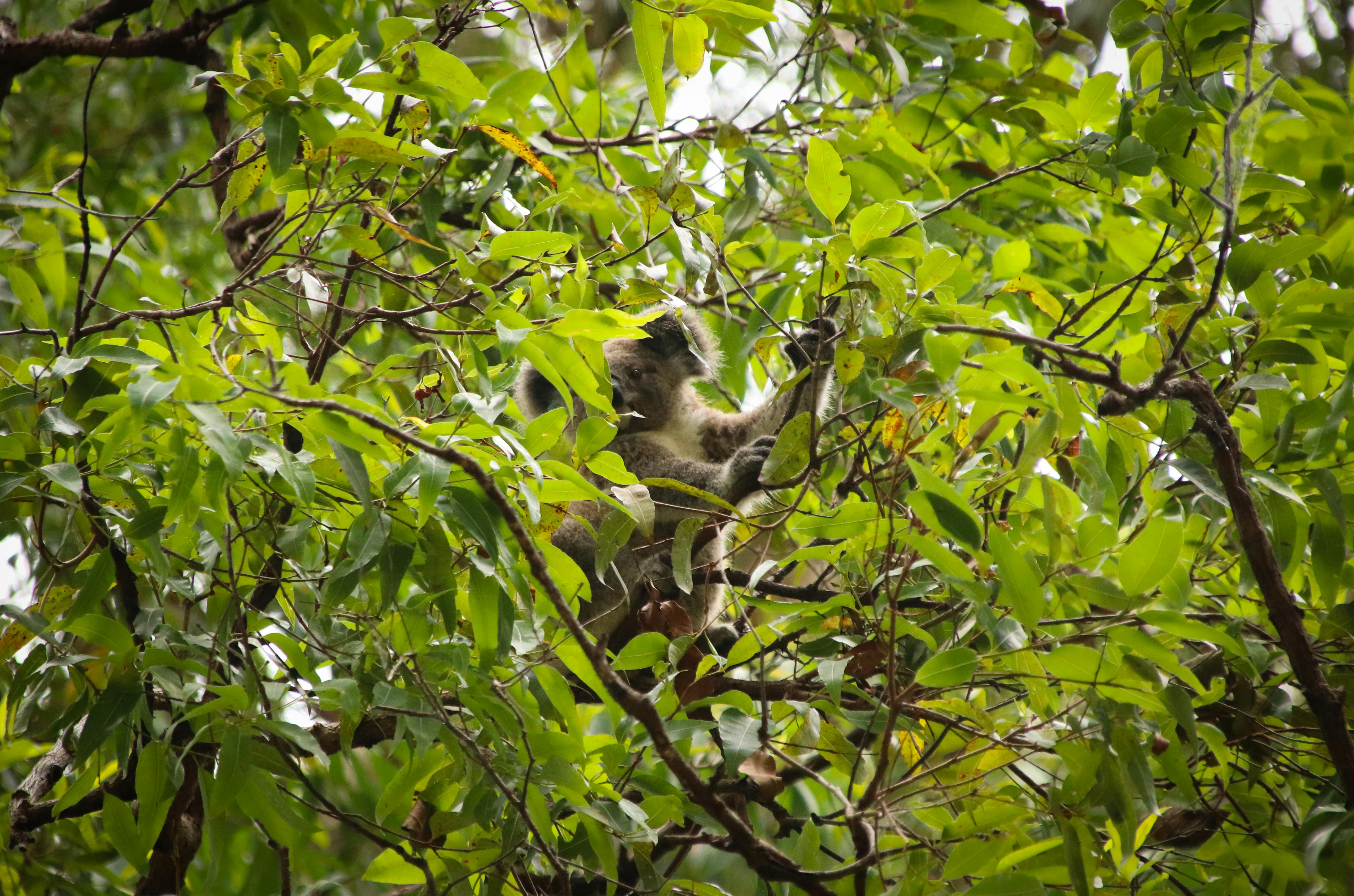 Gabriel Hidalgo - 사진