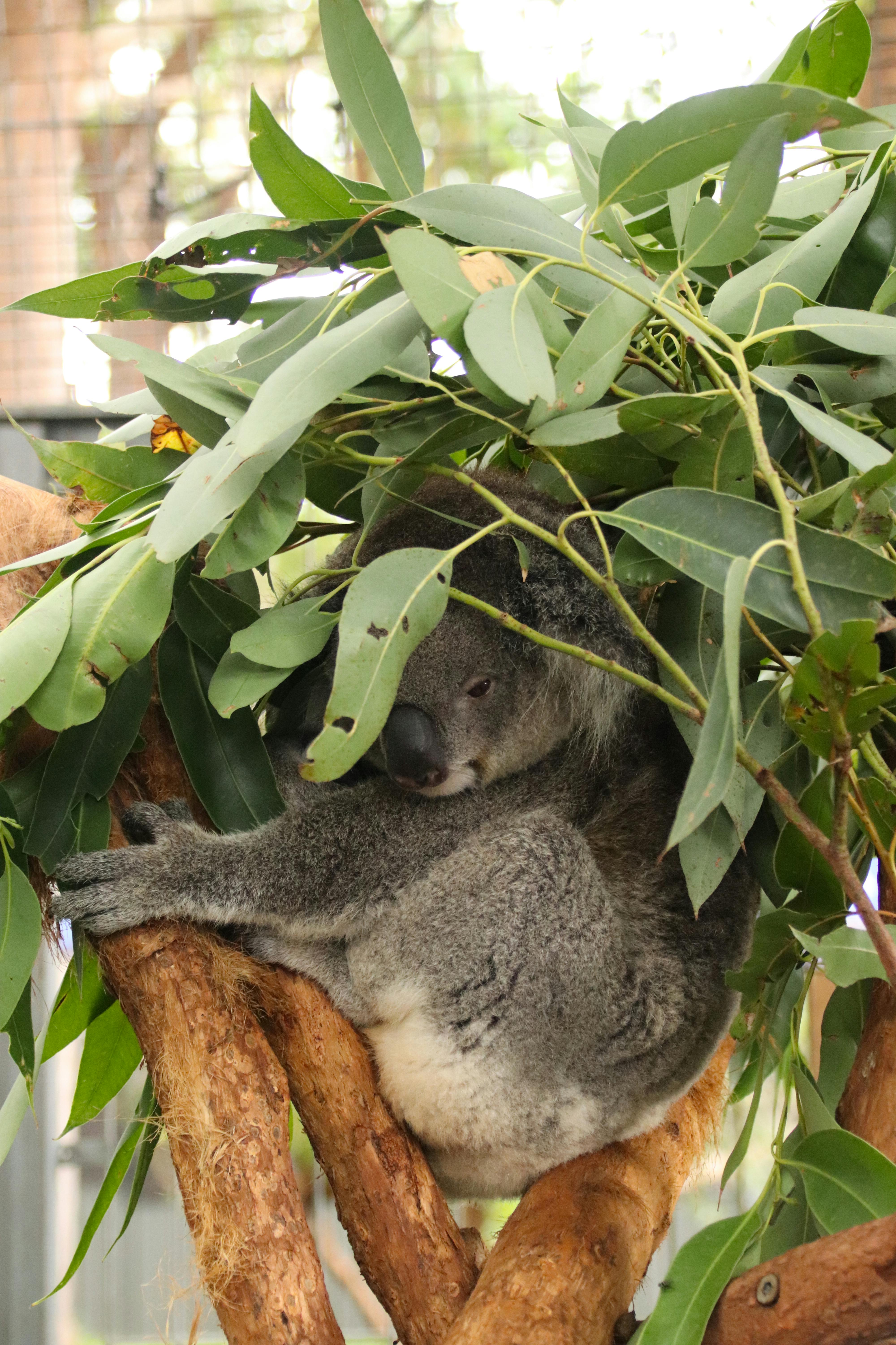 Koala Hidden in Leaves · Free Stock Photo