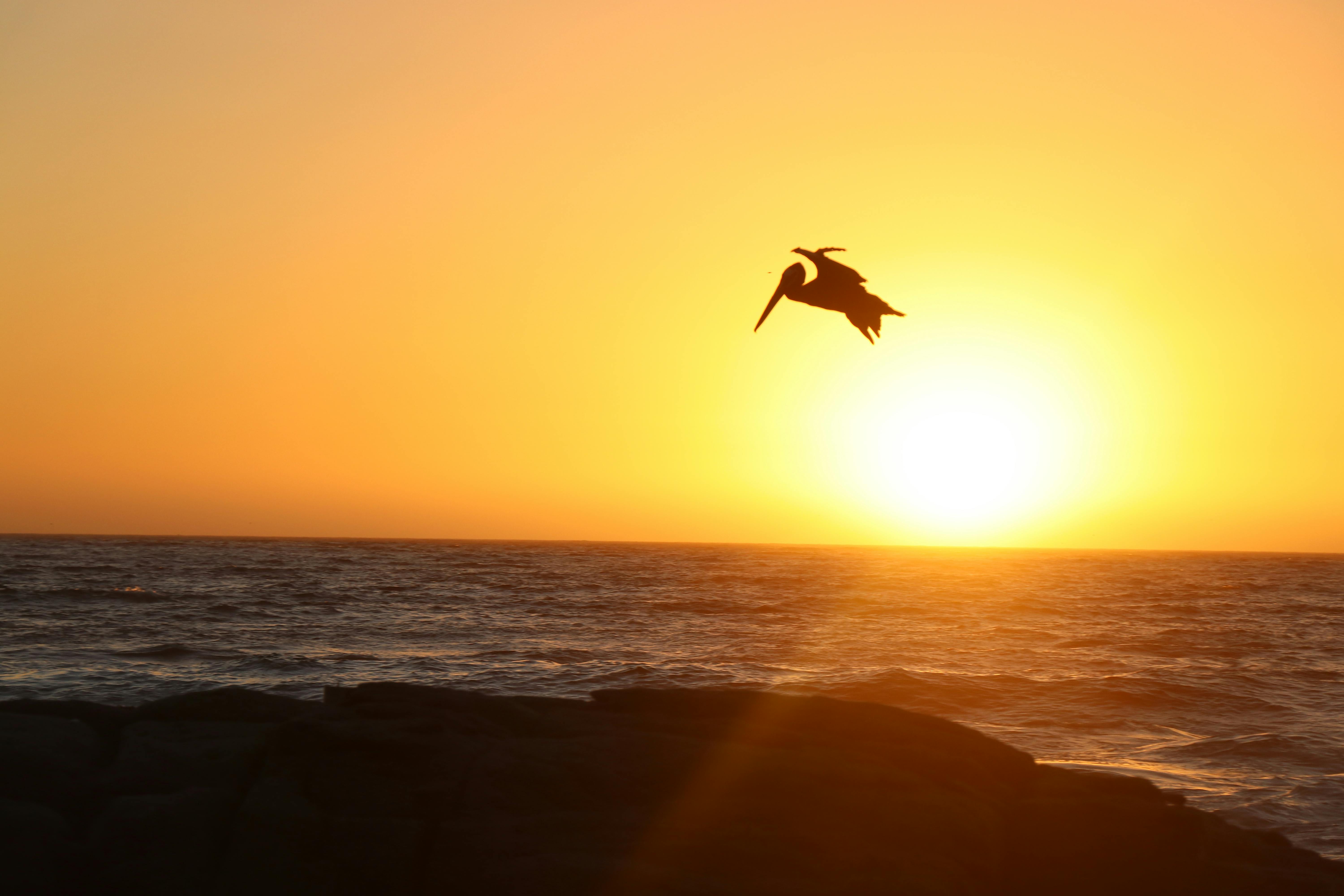 El mar de Chile 23 Photos & Videos Collected by Raul Infante Gaete