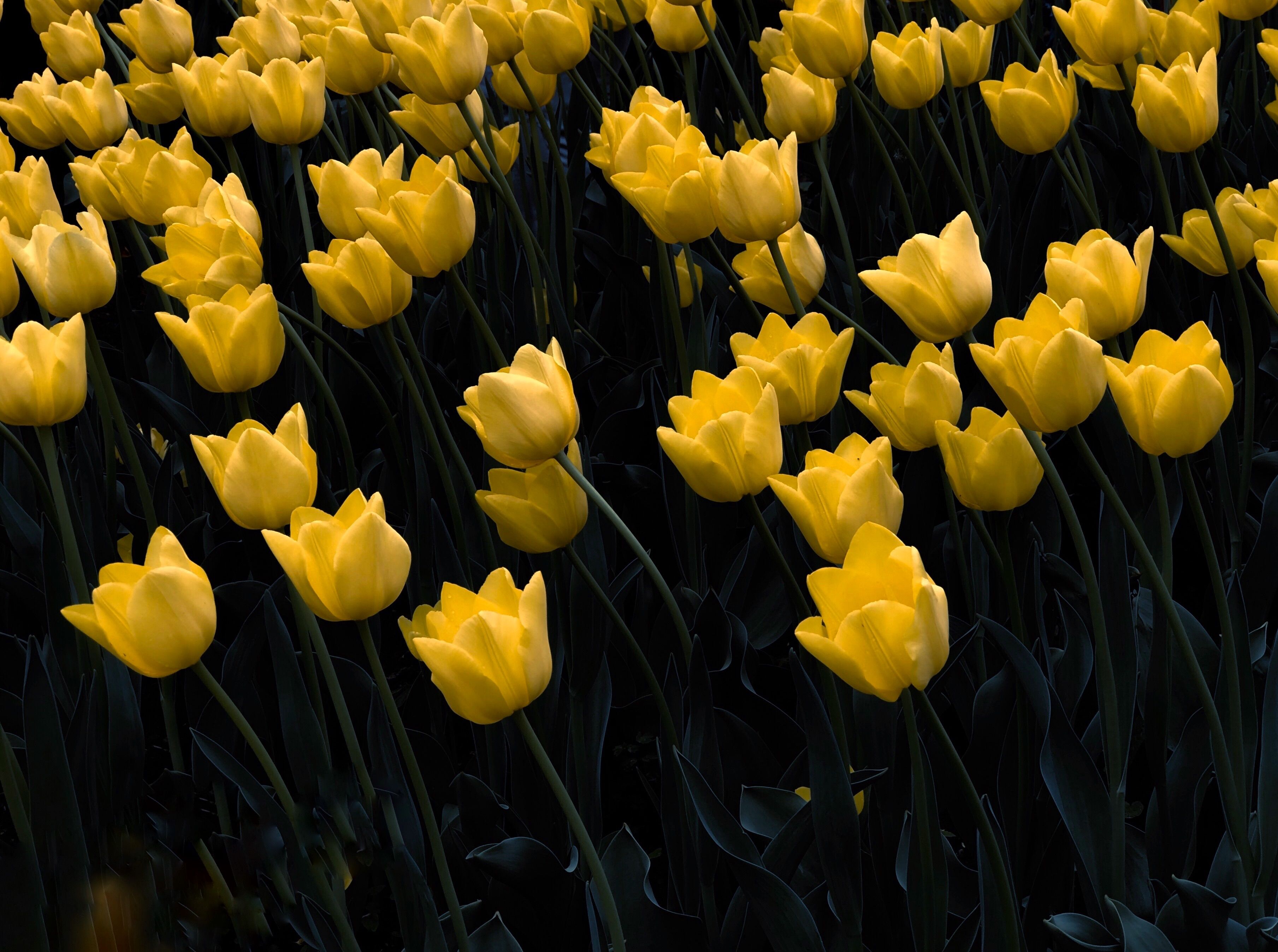 Blooming Yellow Tulips · Free Stock Photo