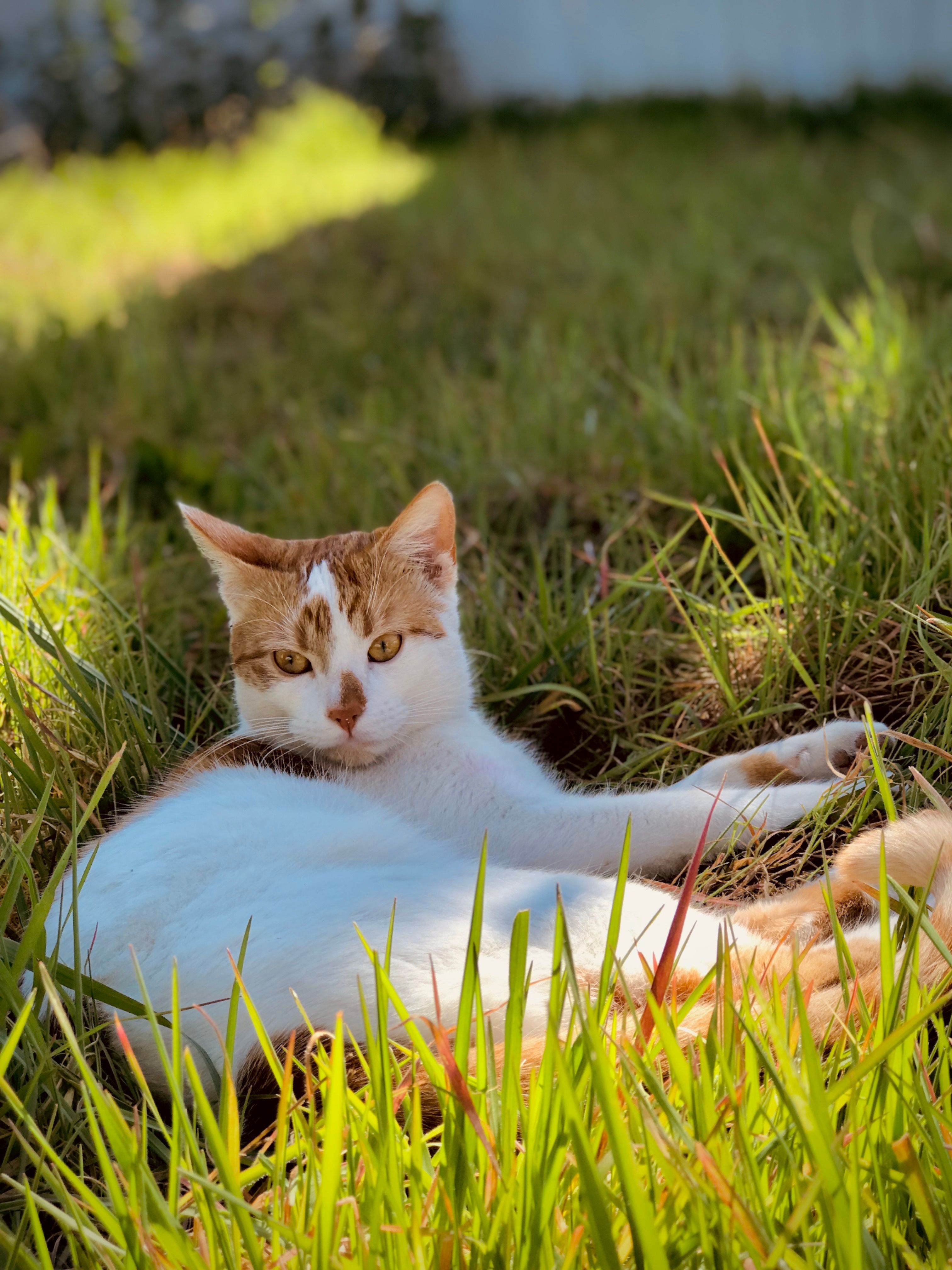 Photo of a Resting Bull · Free Stock Photo