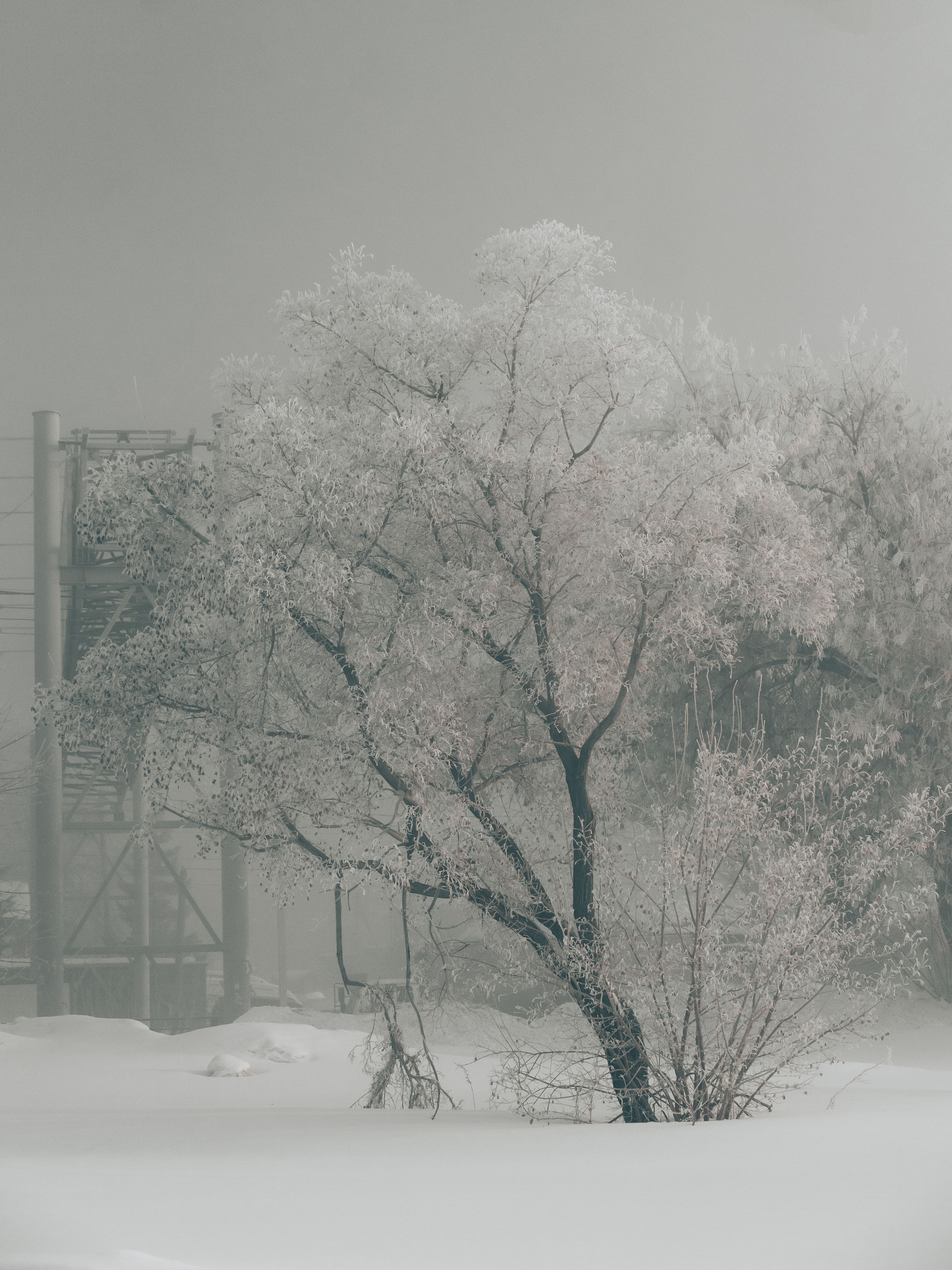 Snow Covered Tree During Winter Time · Free Stock Photo