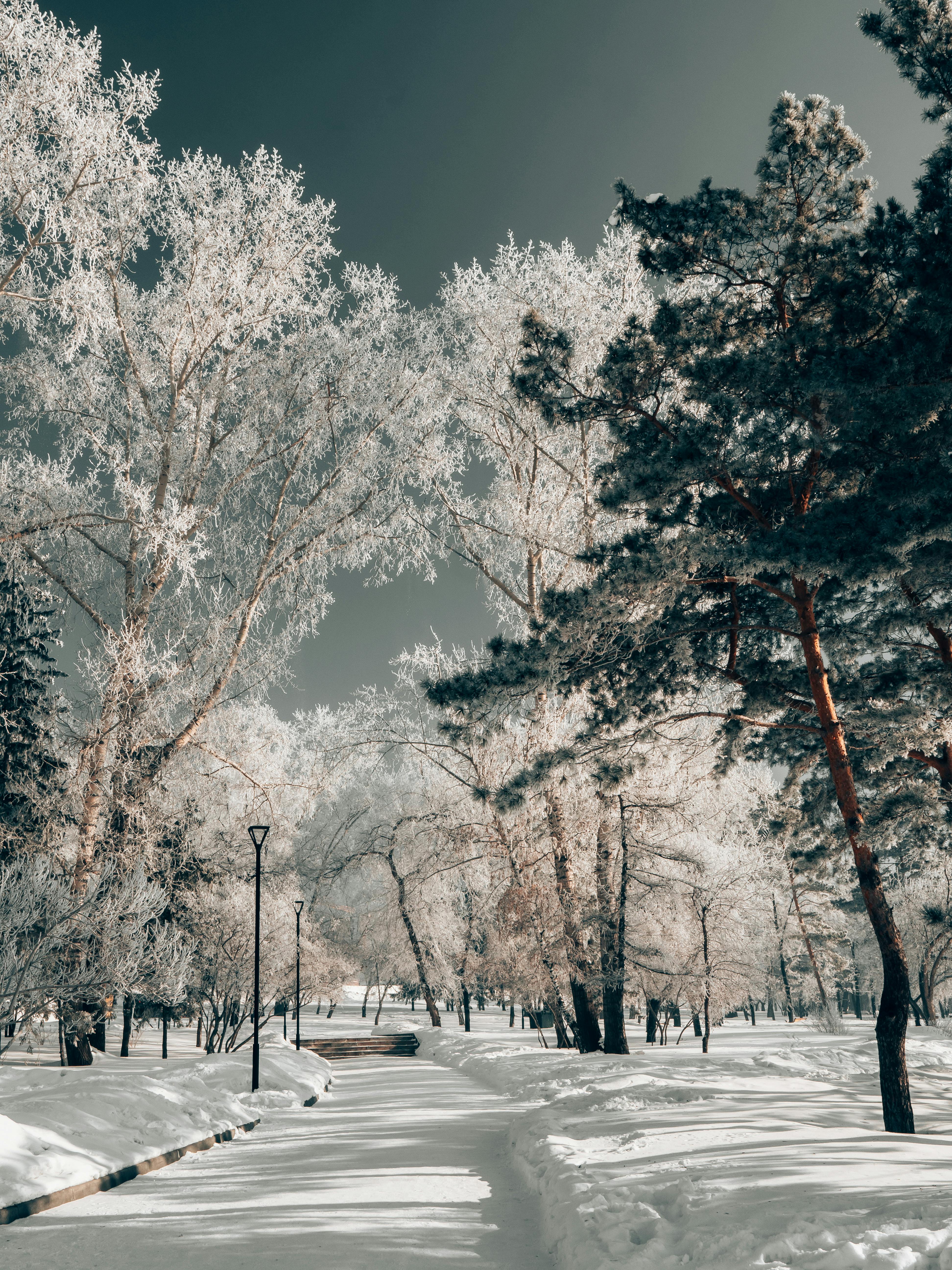 A Park during Winter · Free Stock Photo