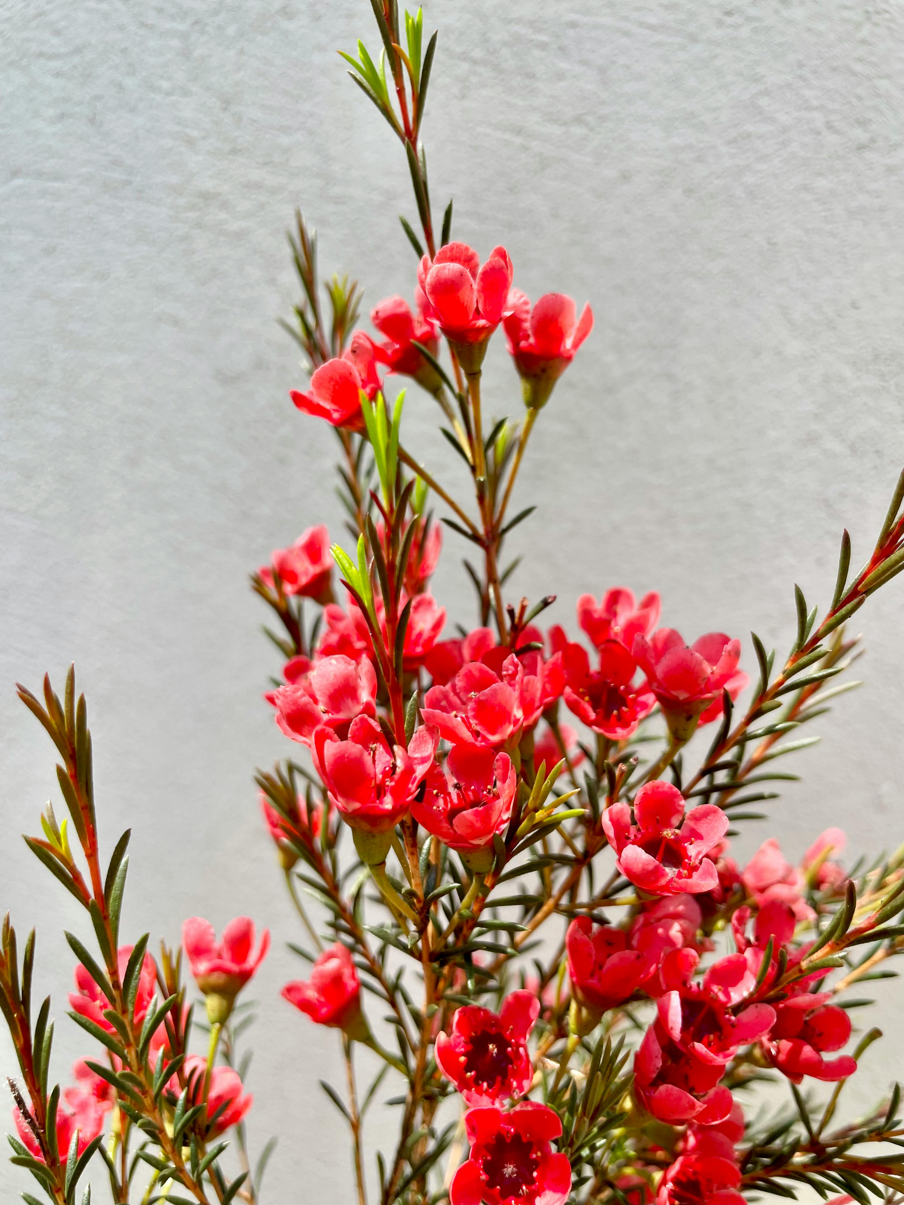 Red Flowers in Close Up Photography · Free Stock Photo