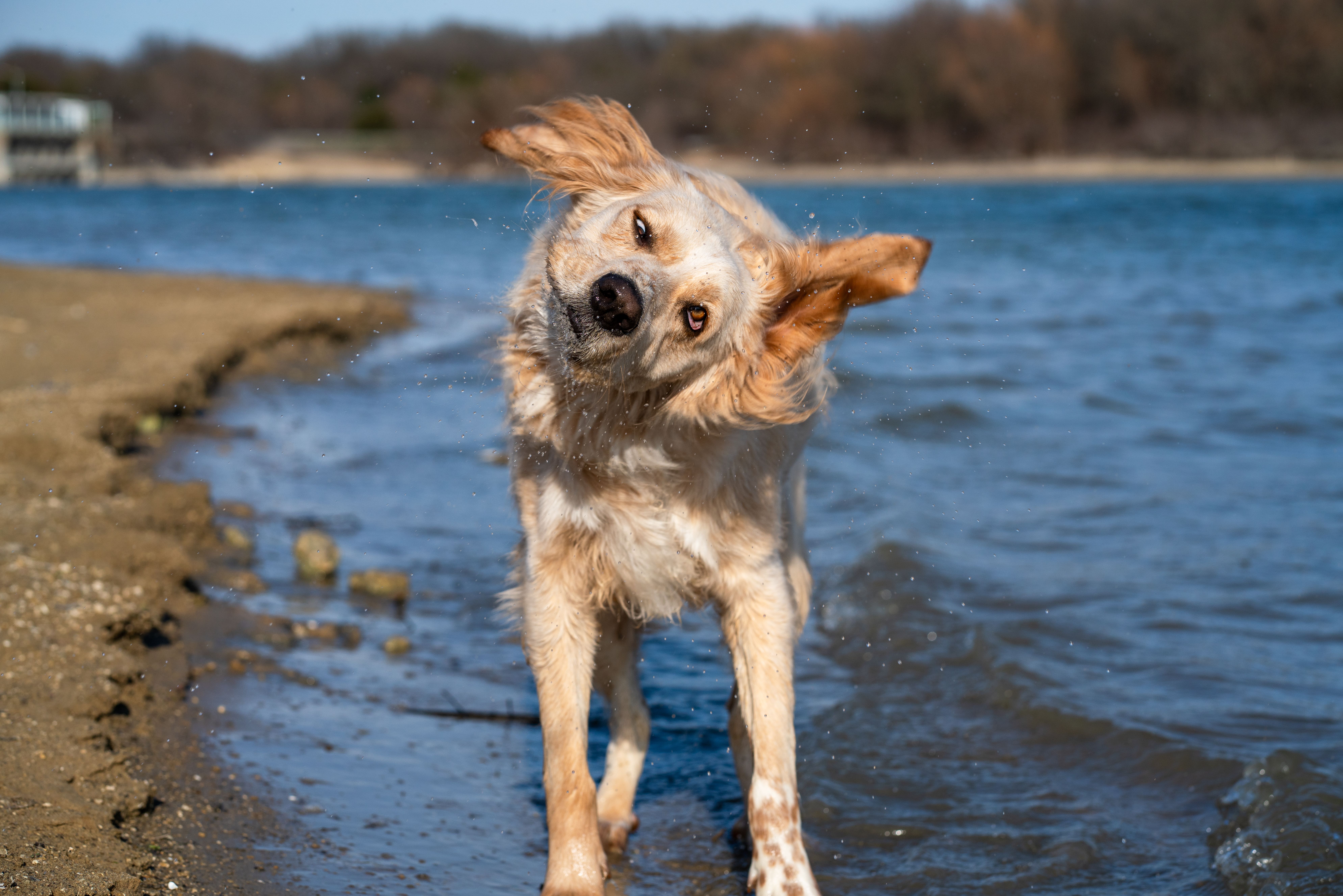Free Shake Dog Photos, Download The BEST Free Free Shake Dog Stock ...