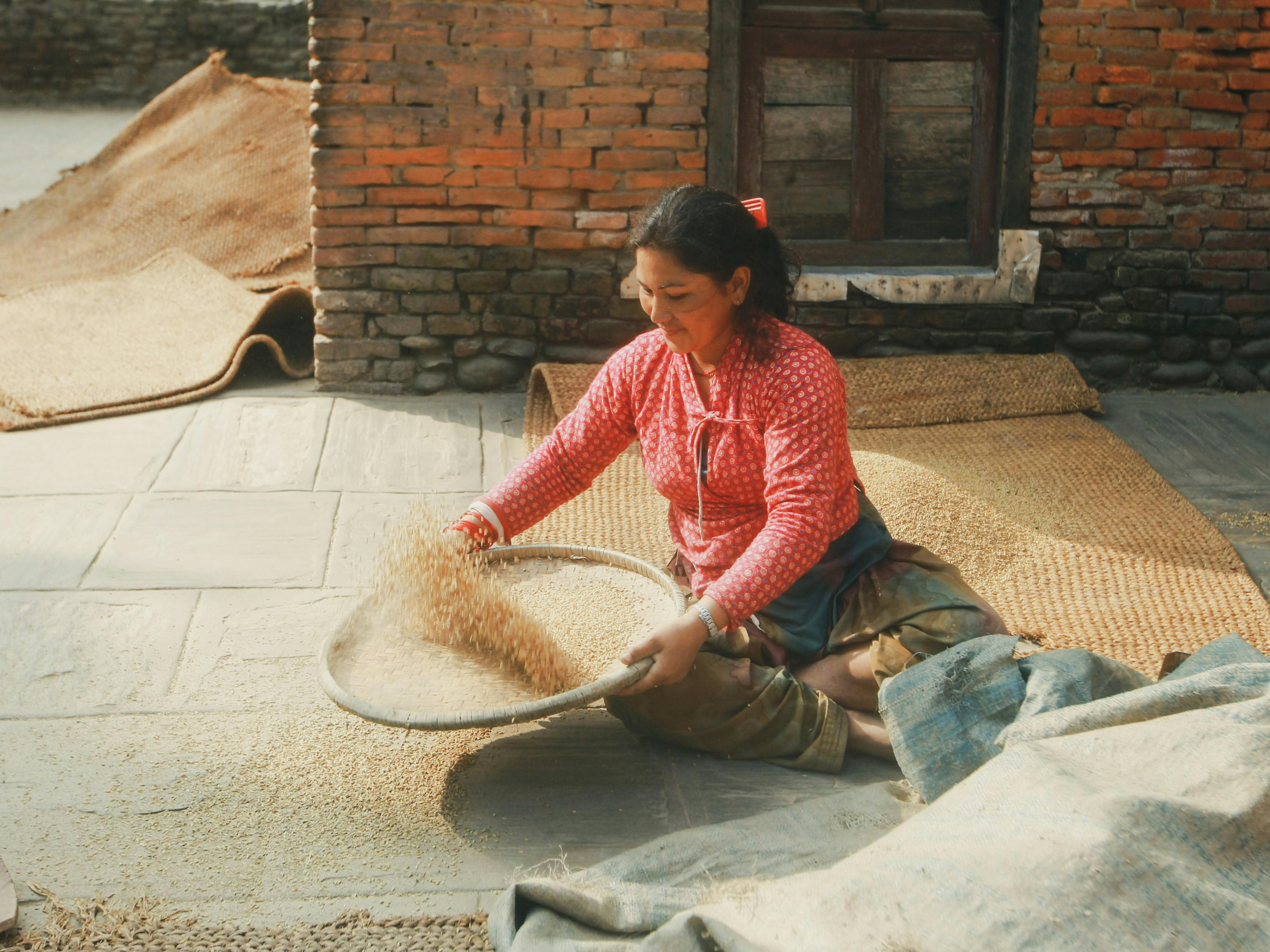 Woman Drying Grain in Traditional Way · Free Stock Photo
