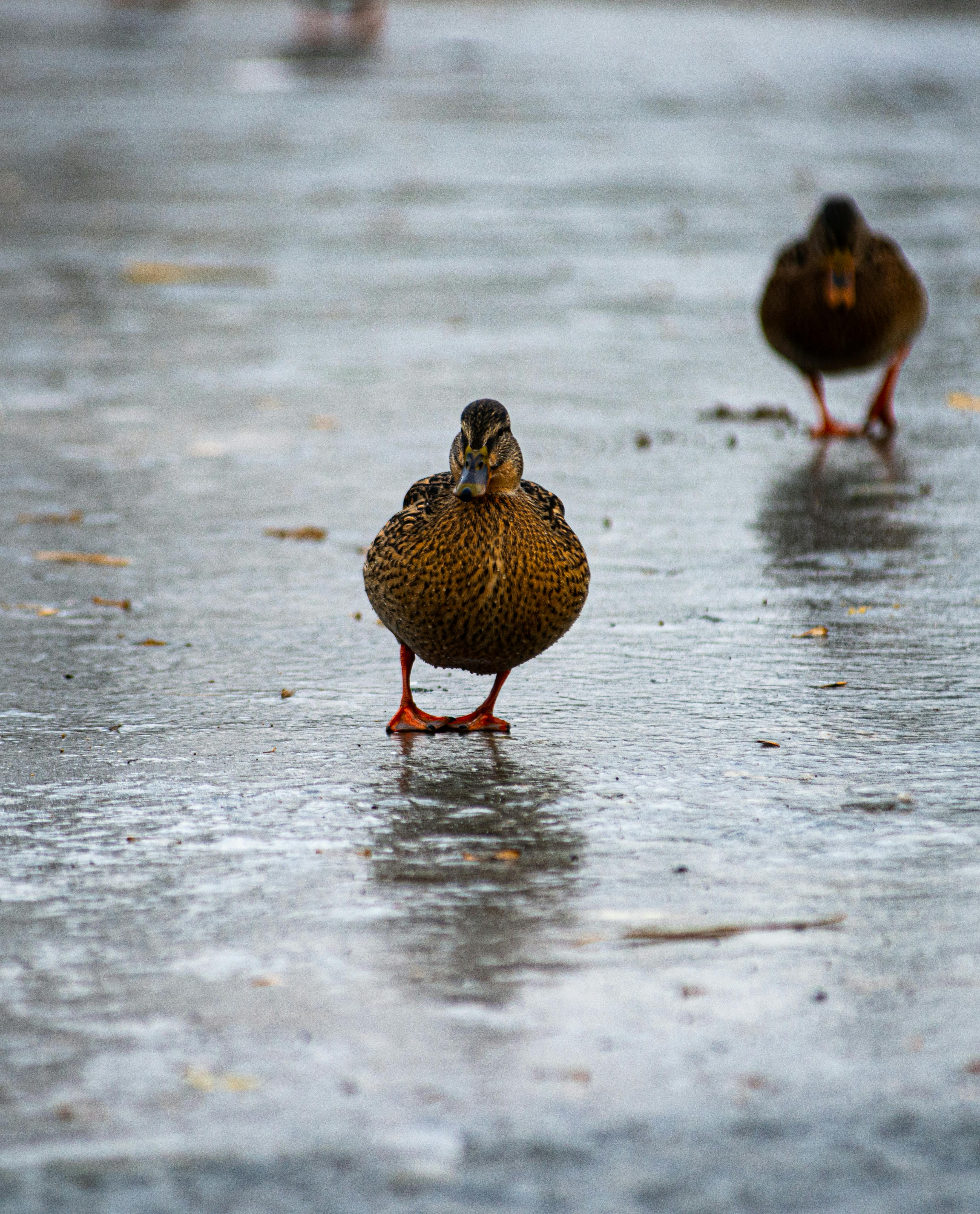 Two Walking Ducks · Free Stock Photo