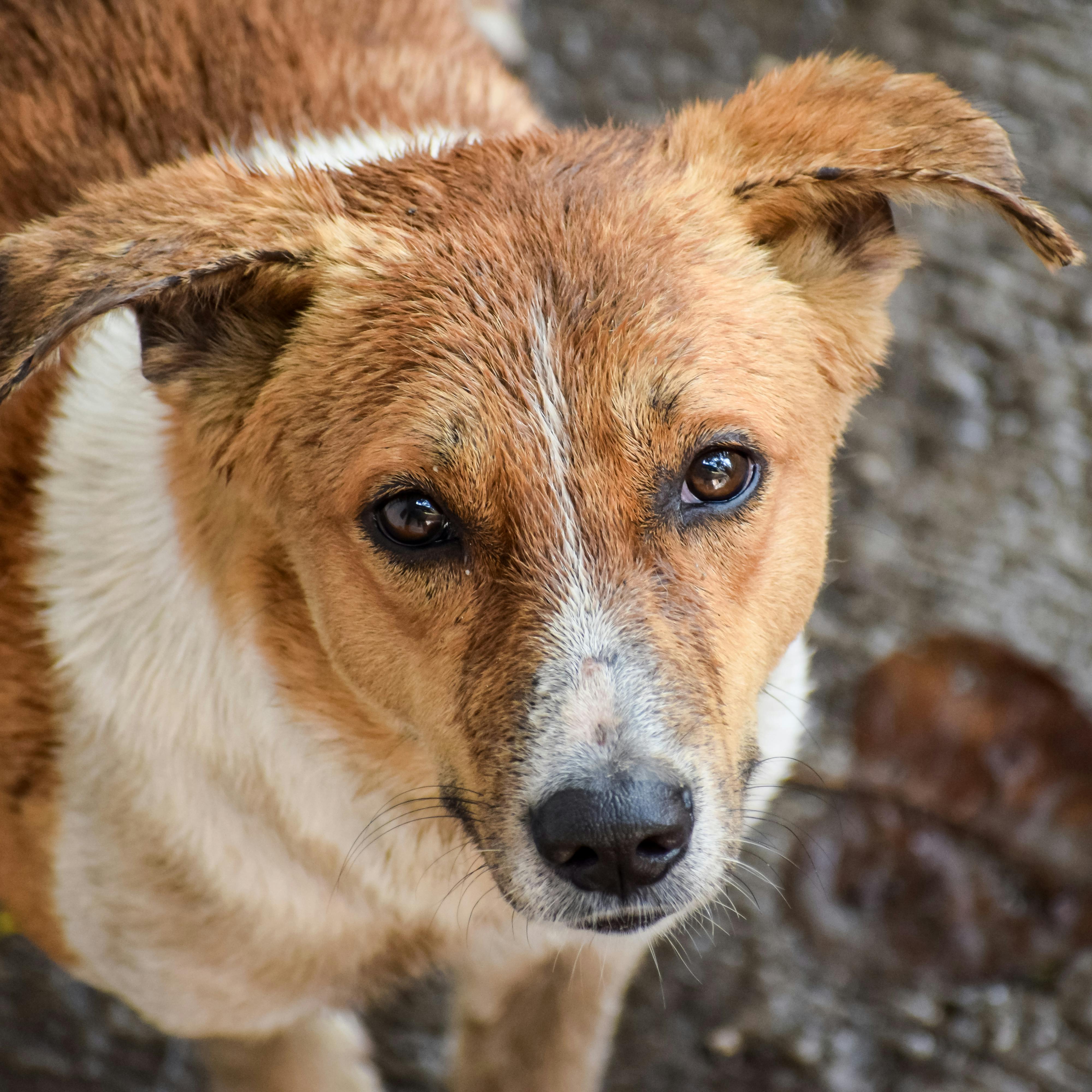 Photo of Dog on Shallow Water · Free Stock Photo