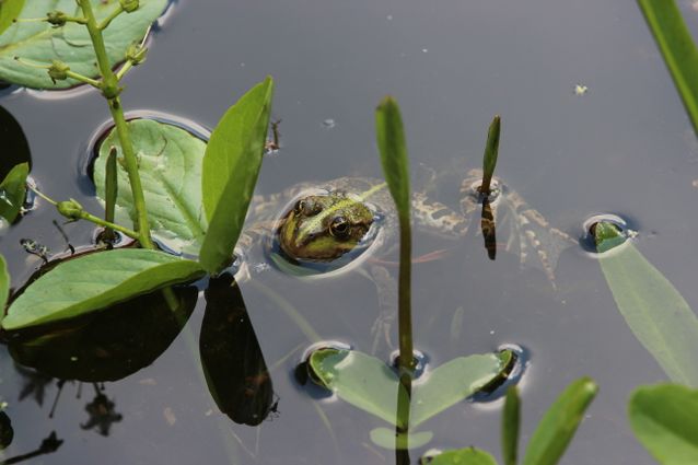 Frogs Classification System: A Comprehensive Taxonomic Guide