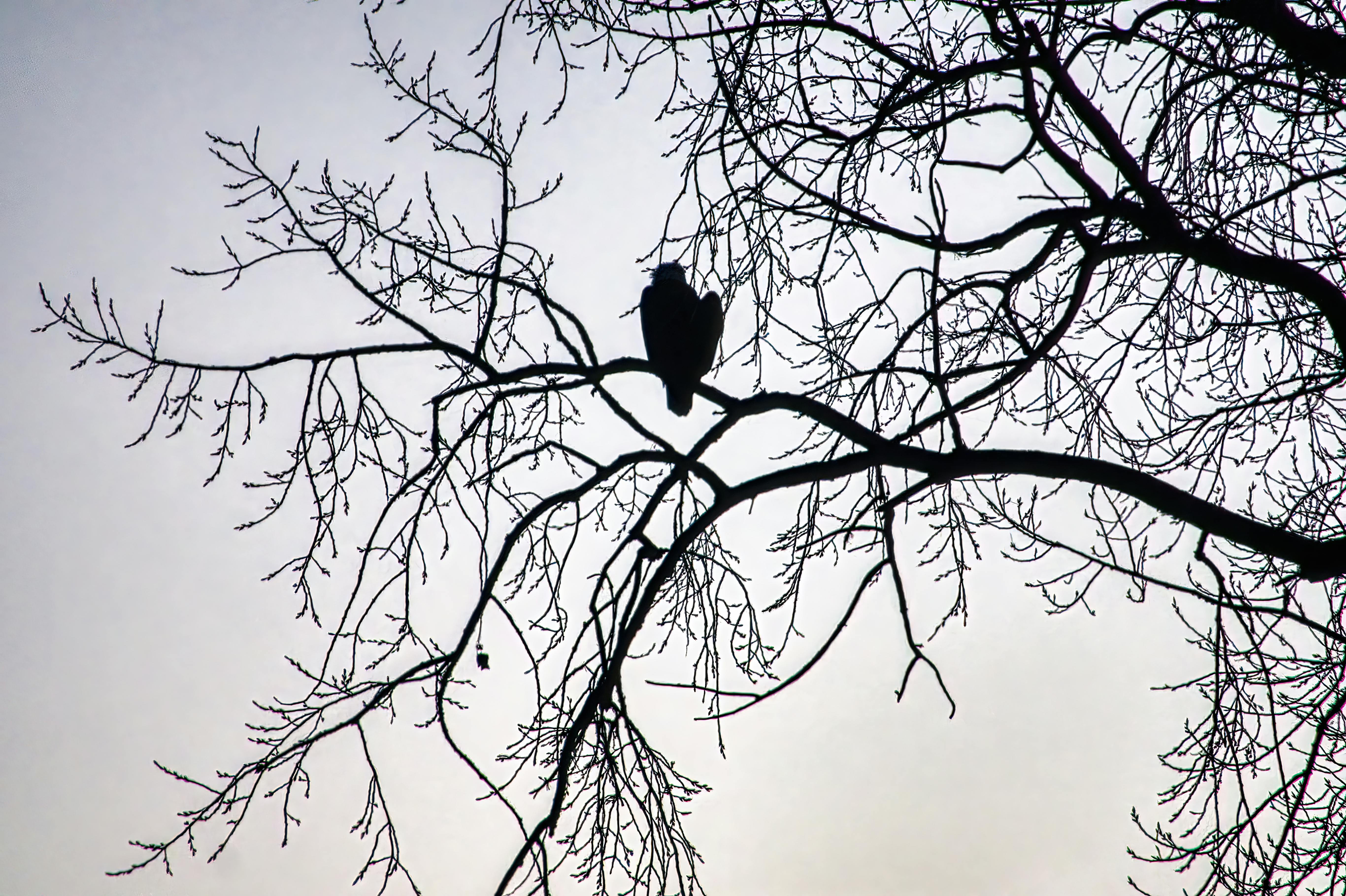 Photo of Trees · Free Stock Photo