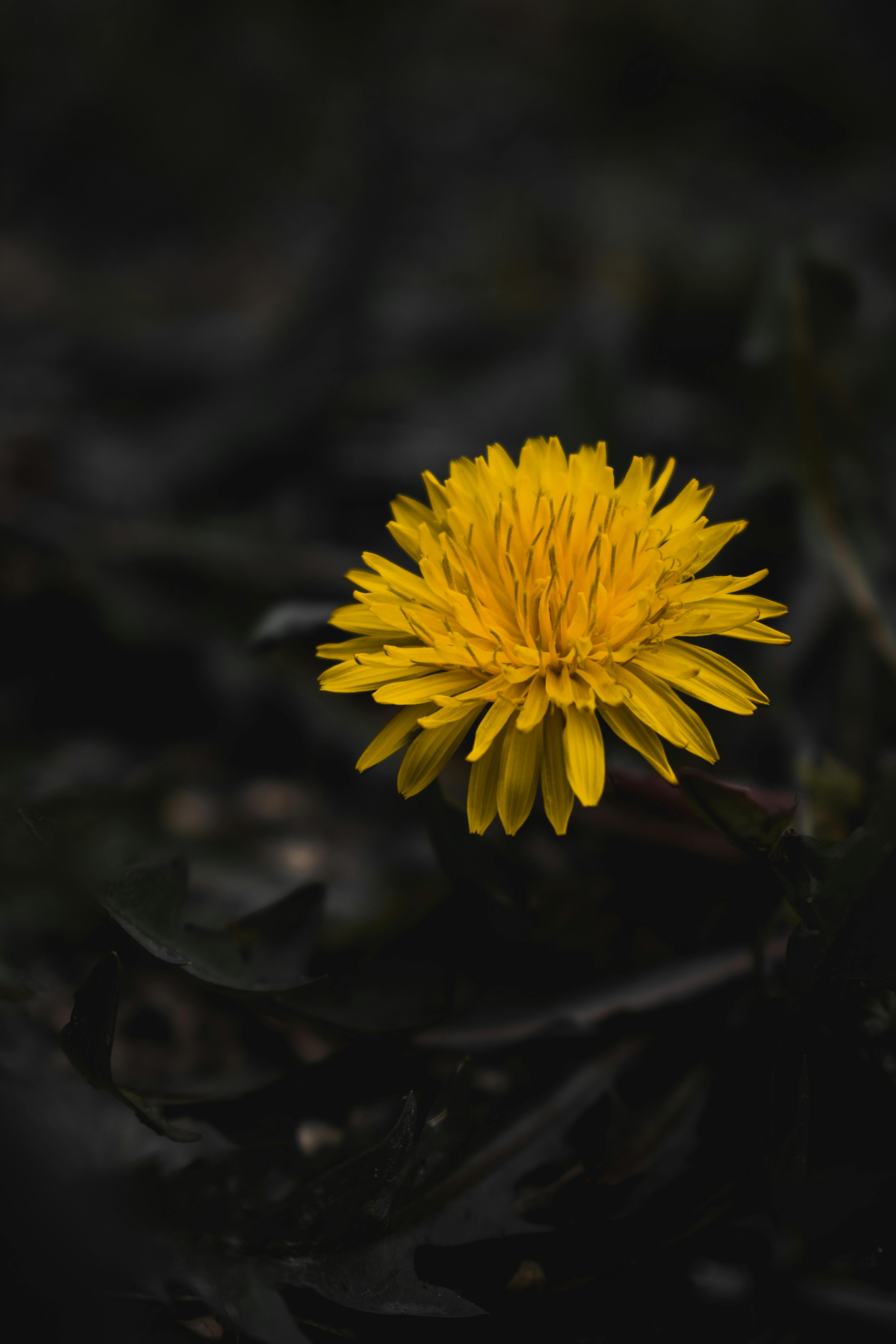 Photo of Yellow Flower · Free Stock Photo