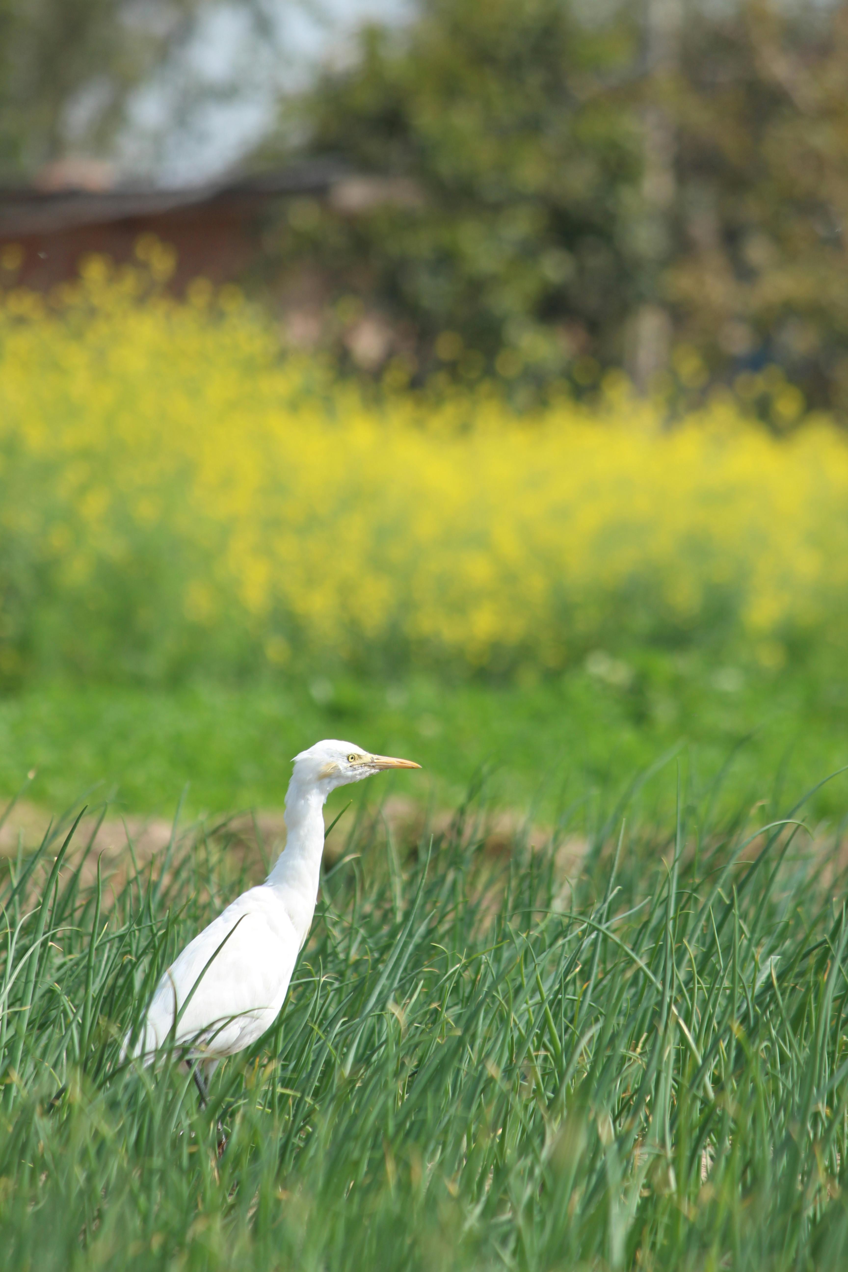 Bird on Grass · Free Stock Photo