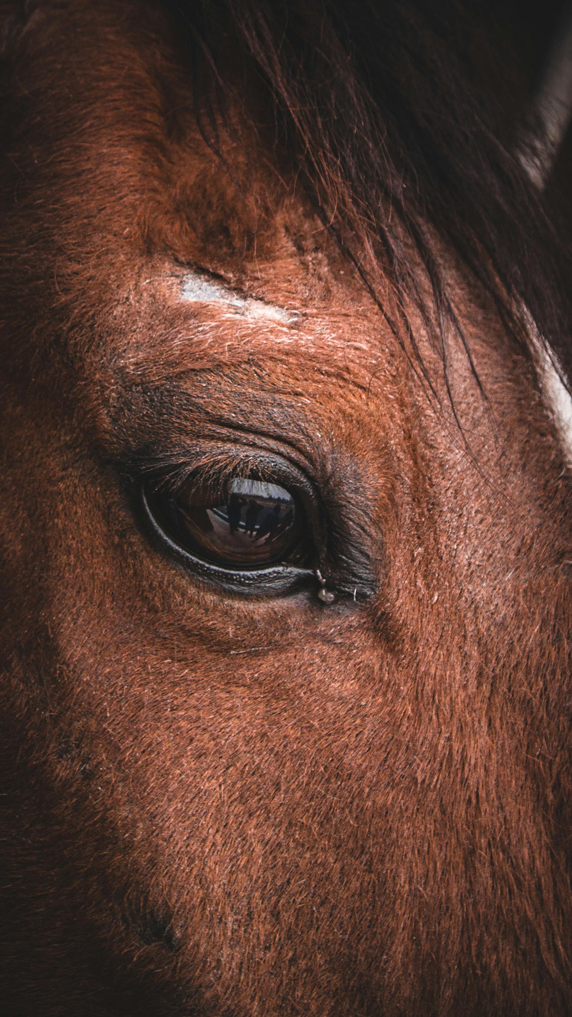 Animal Face Close Up Shot · Free Stock Photo