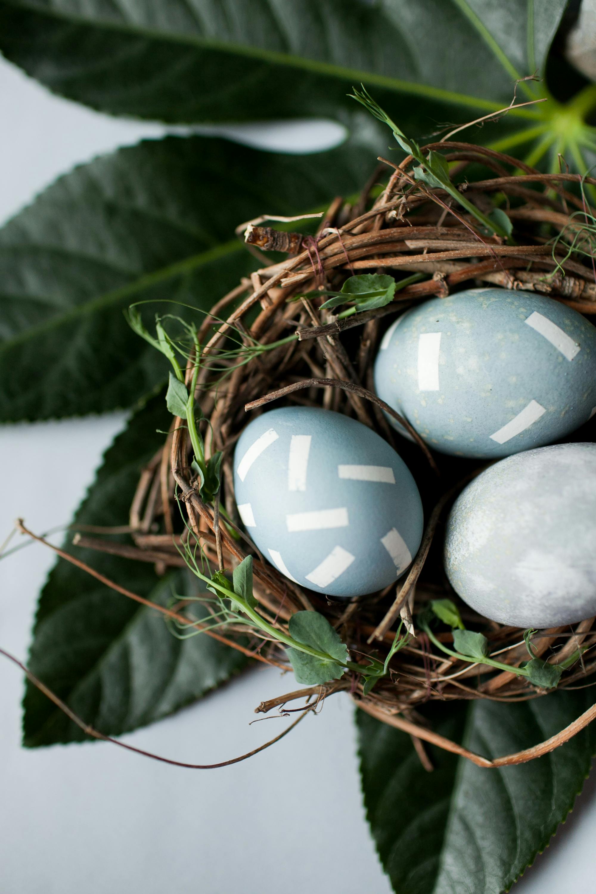 White Eggs in Brown Nest · Free Stock Photo