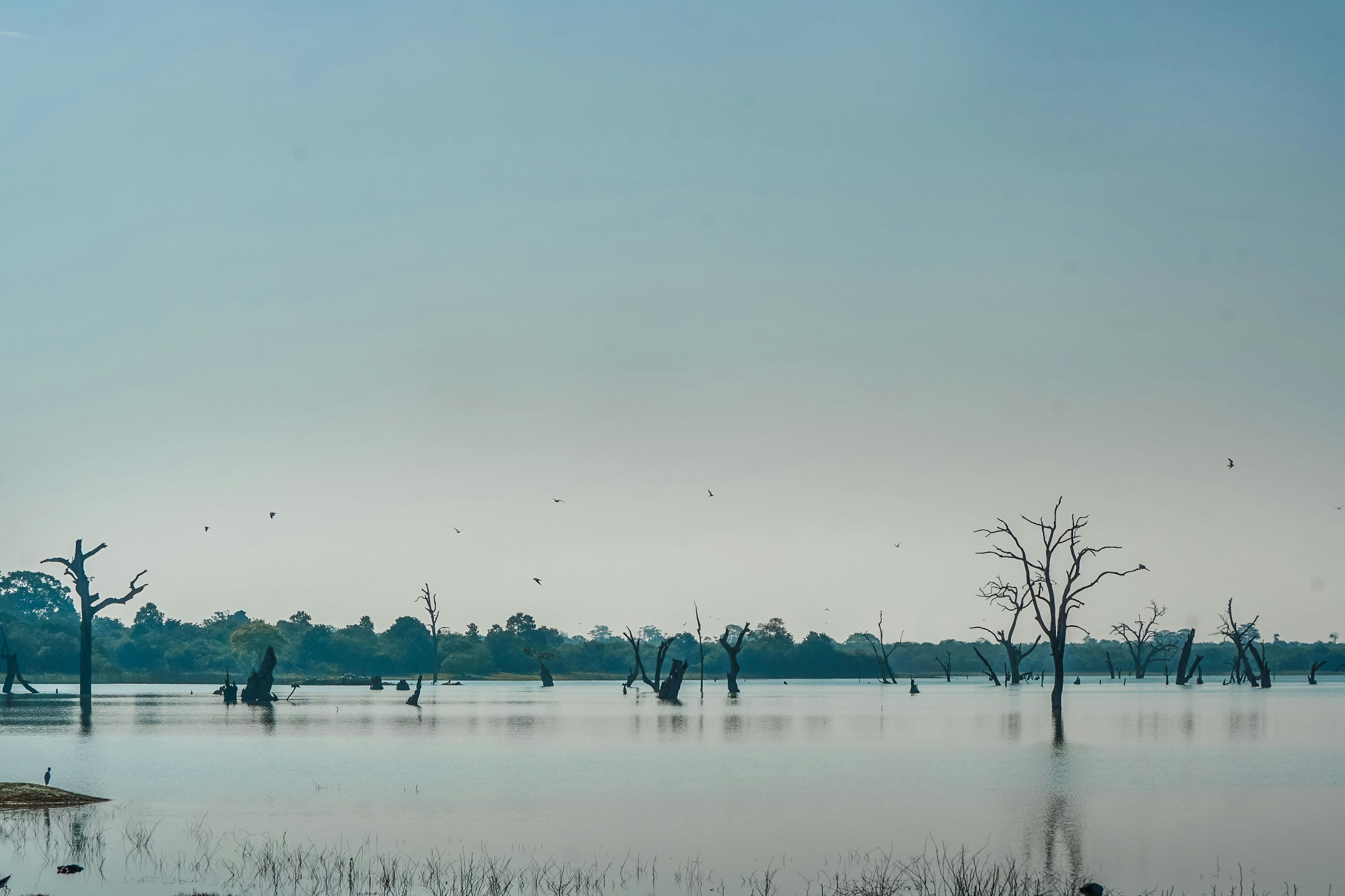 Congaree Swamp Photos, Download Free Congaree Swamp Stock Photos & HD ...
