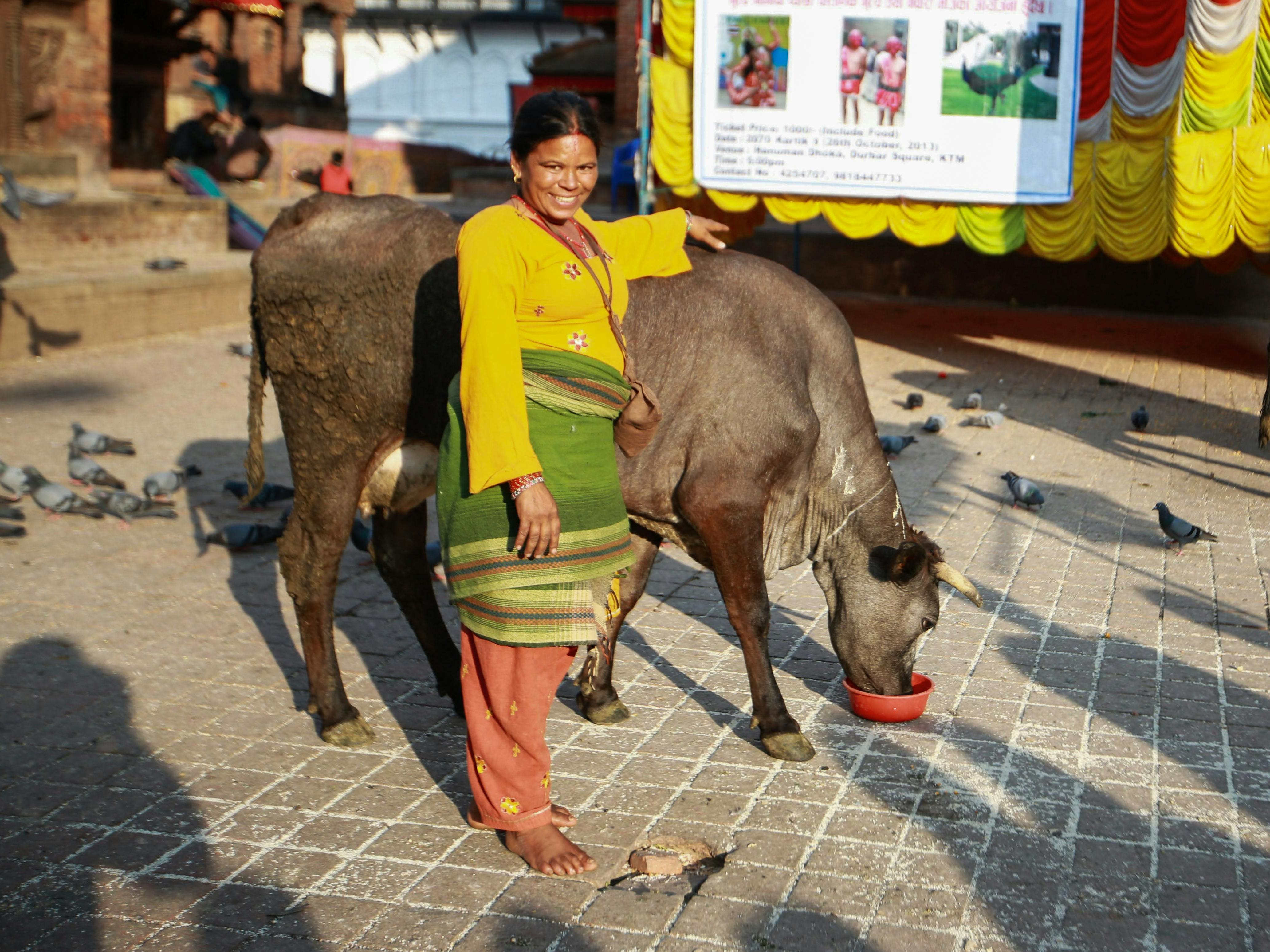 Cow Eating Polythene Photos, Download Free Cow Eating Polythene Stock ...
