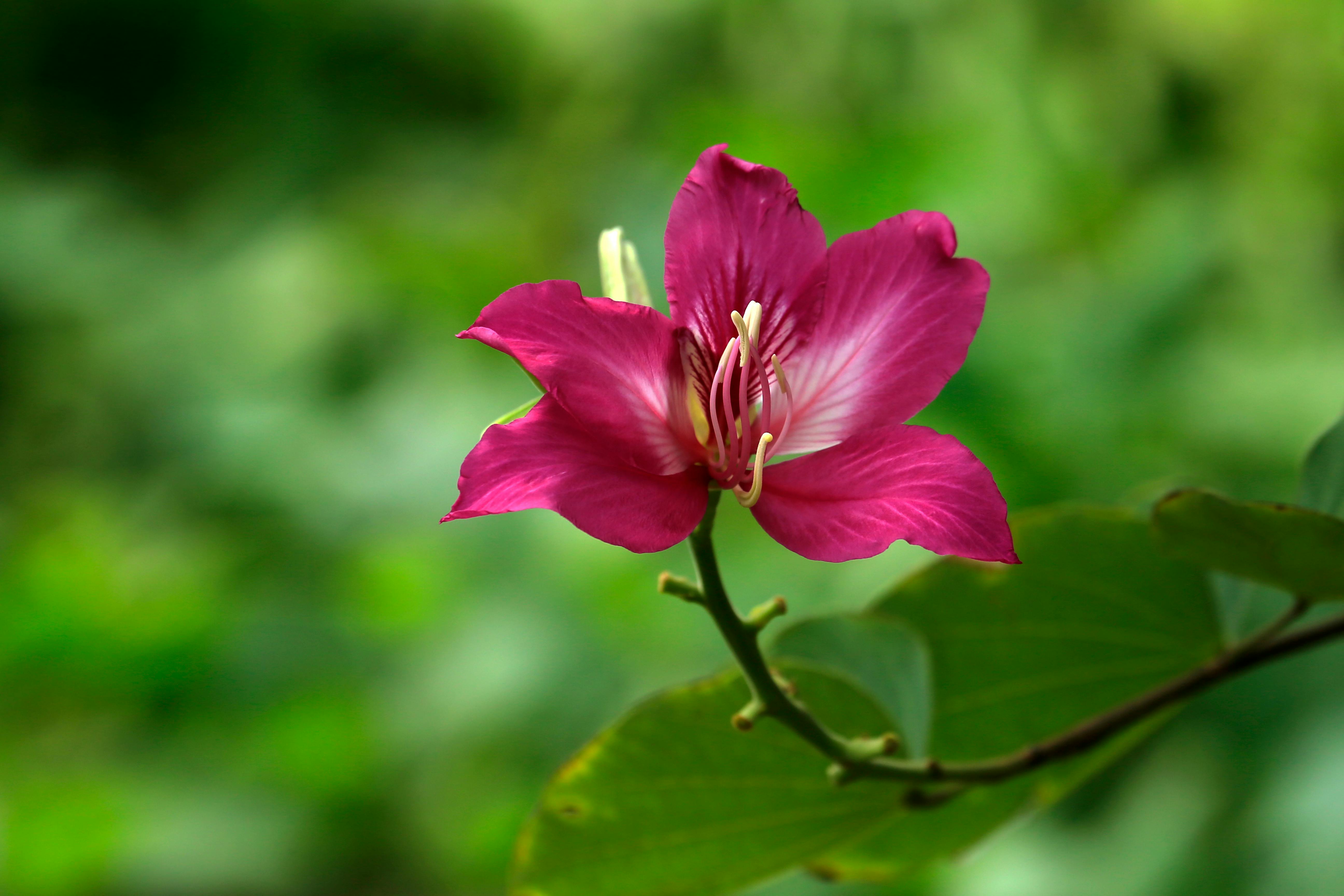 A Pink Flower in Full Bloom · Free Stock Photo