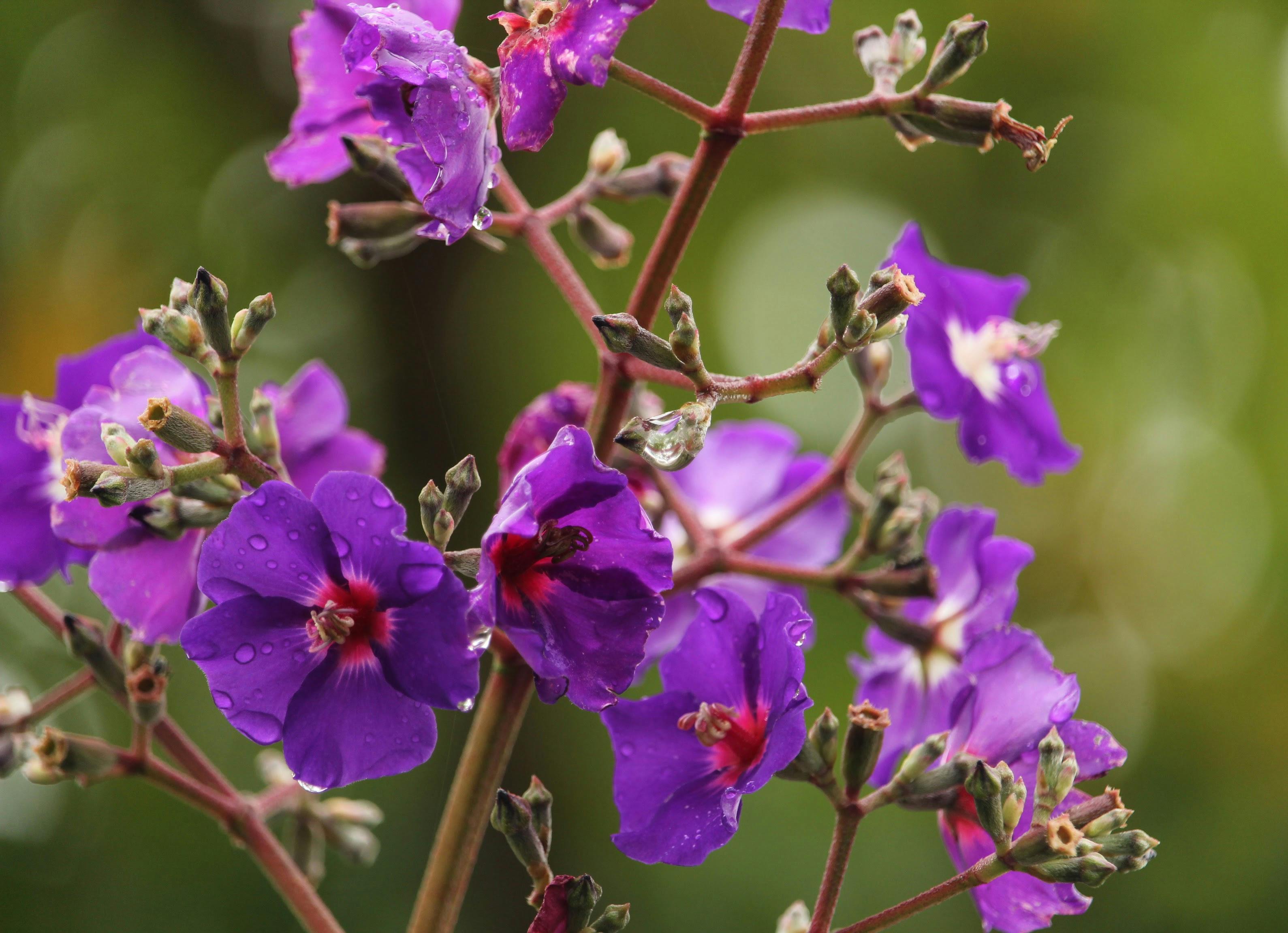 Princess Flower Photos, Download The BEST Free Princess Flower Stock ...