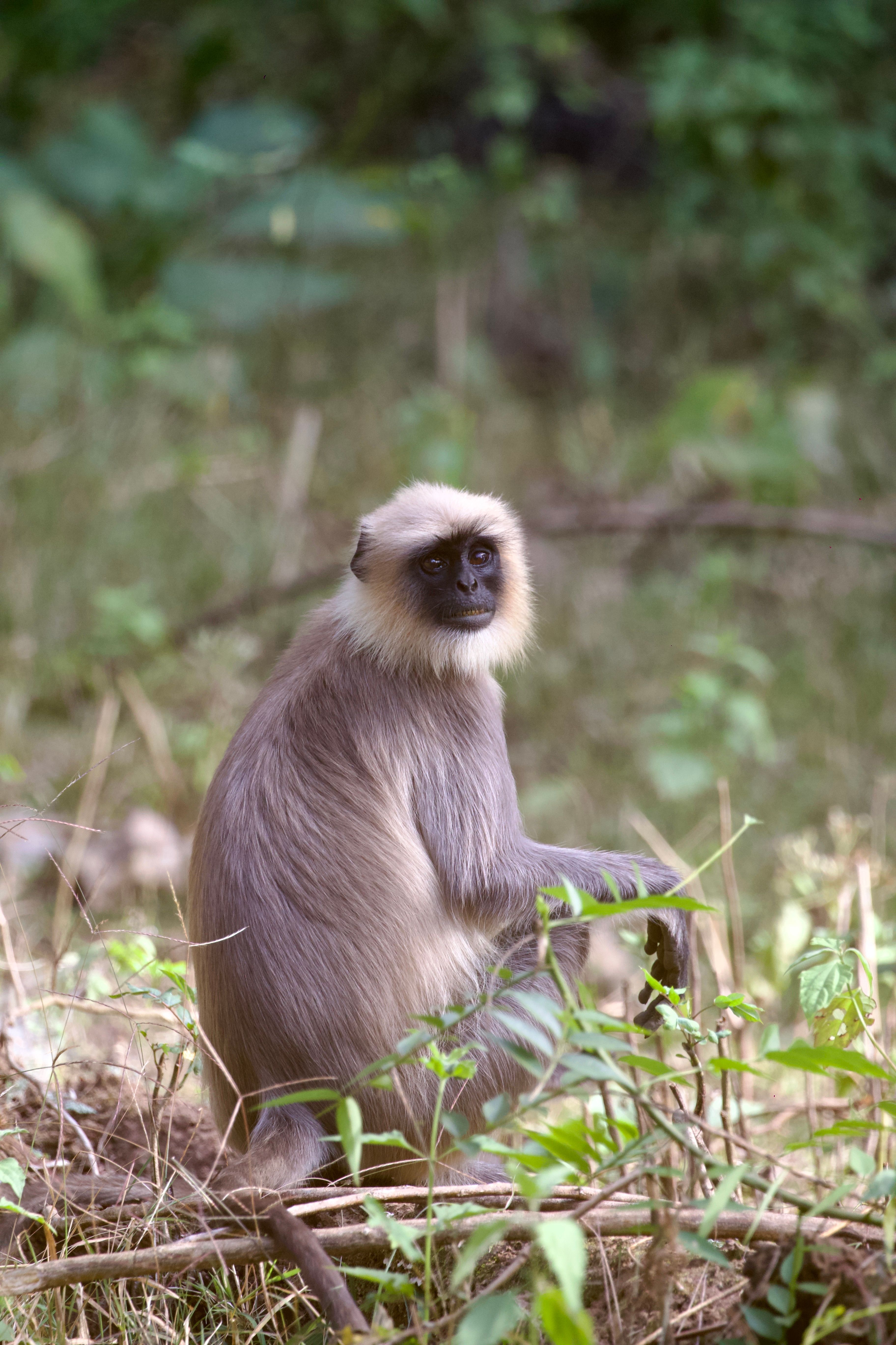 Close-up of a Langur on a Tree · Free Stock Photo