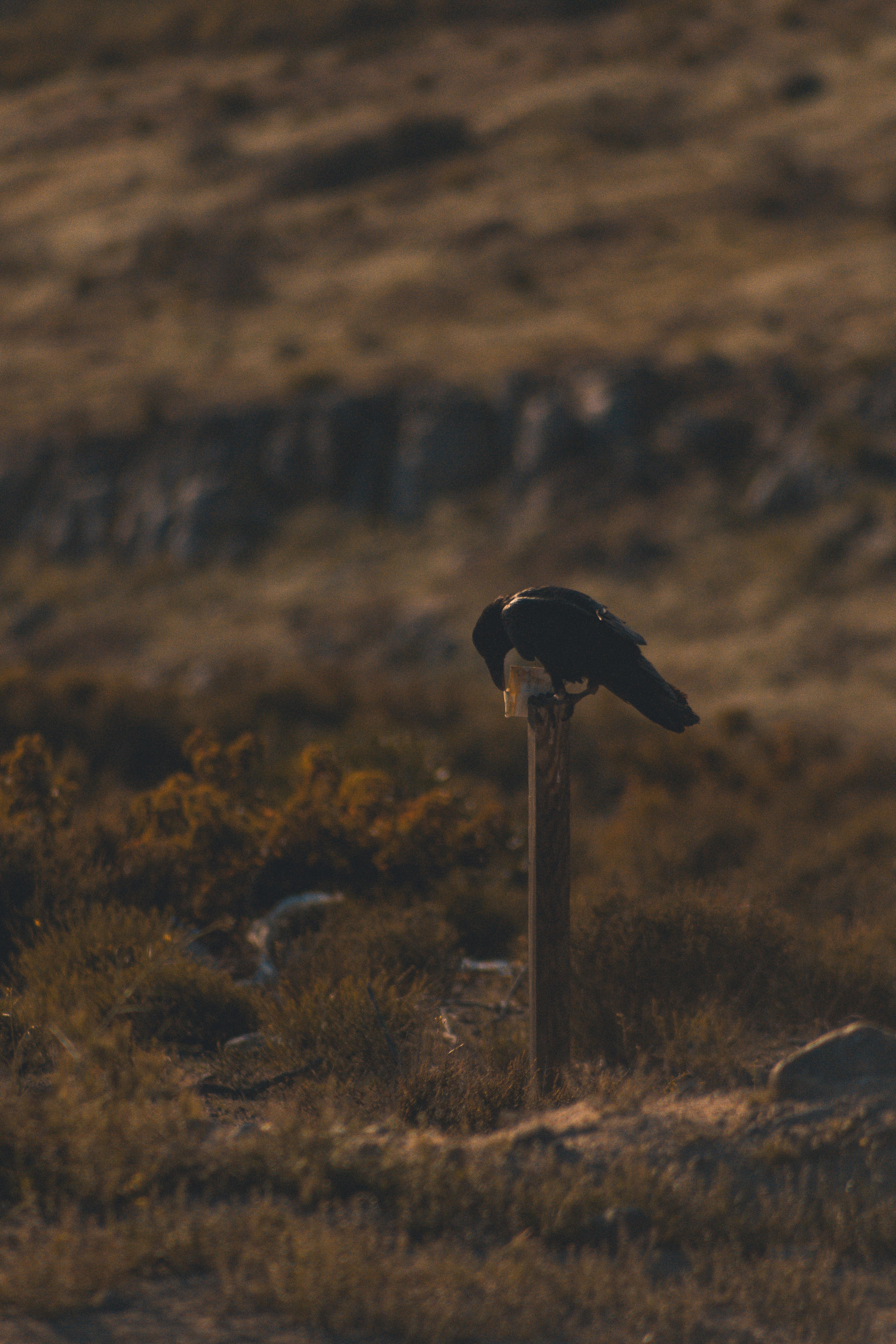 Crow Sitting on a Rock on the Edge of a Canyon · Free Stock Photo