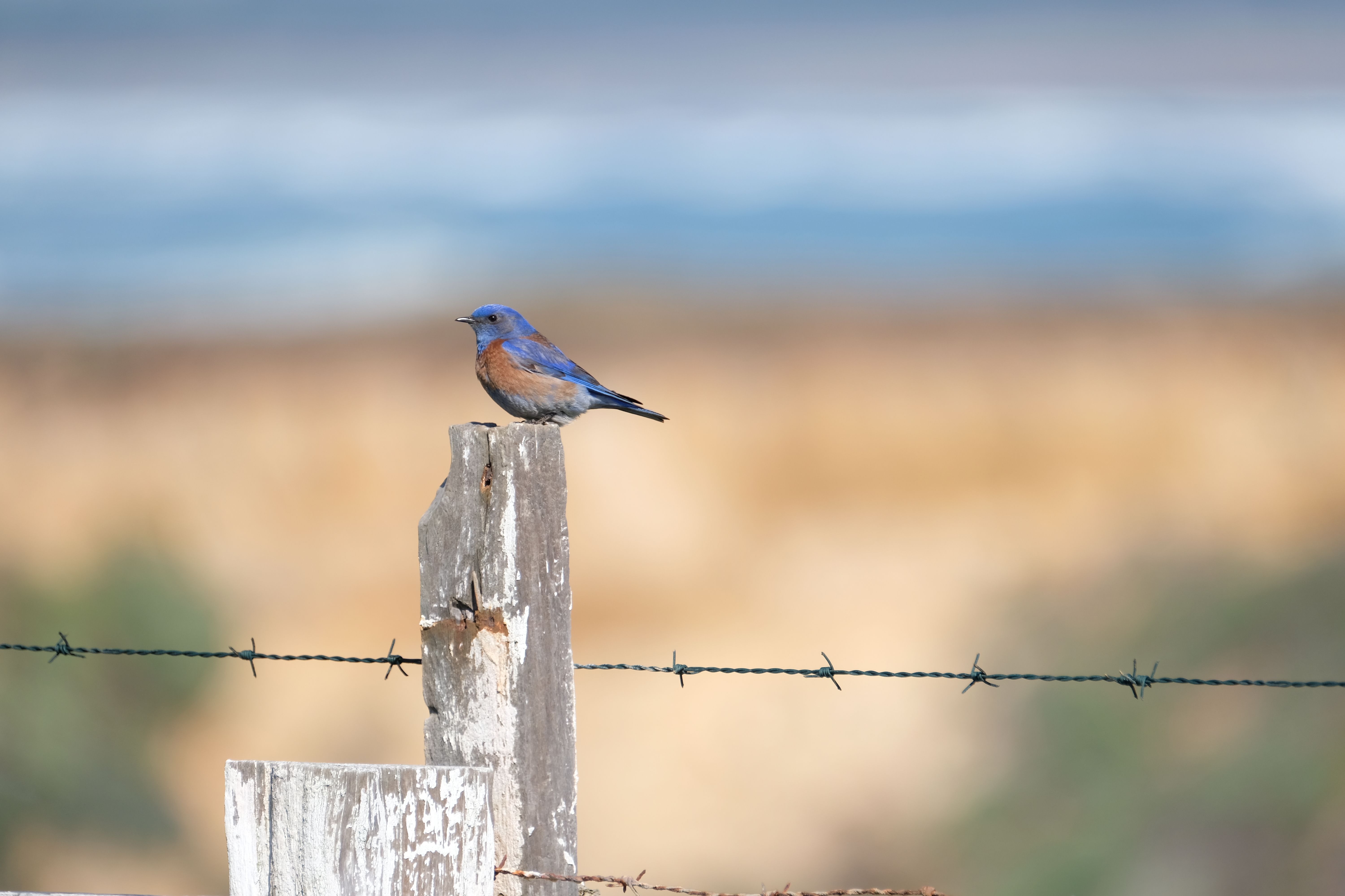 Photo of Bird on a Fence · Free Stock Photo
