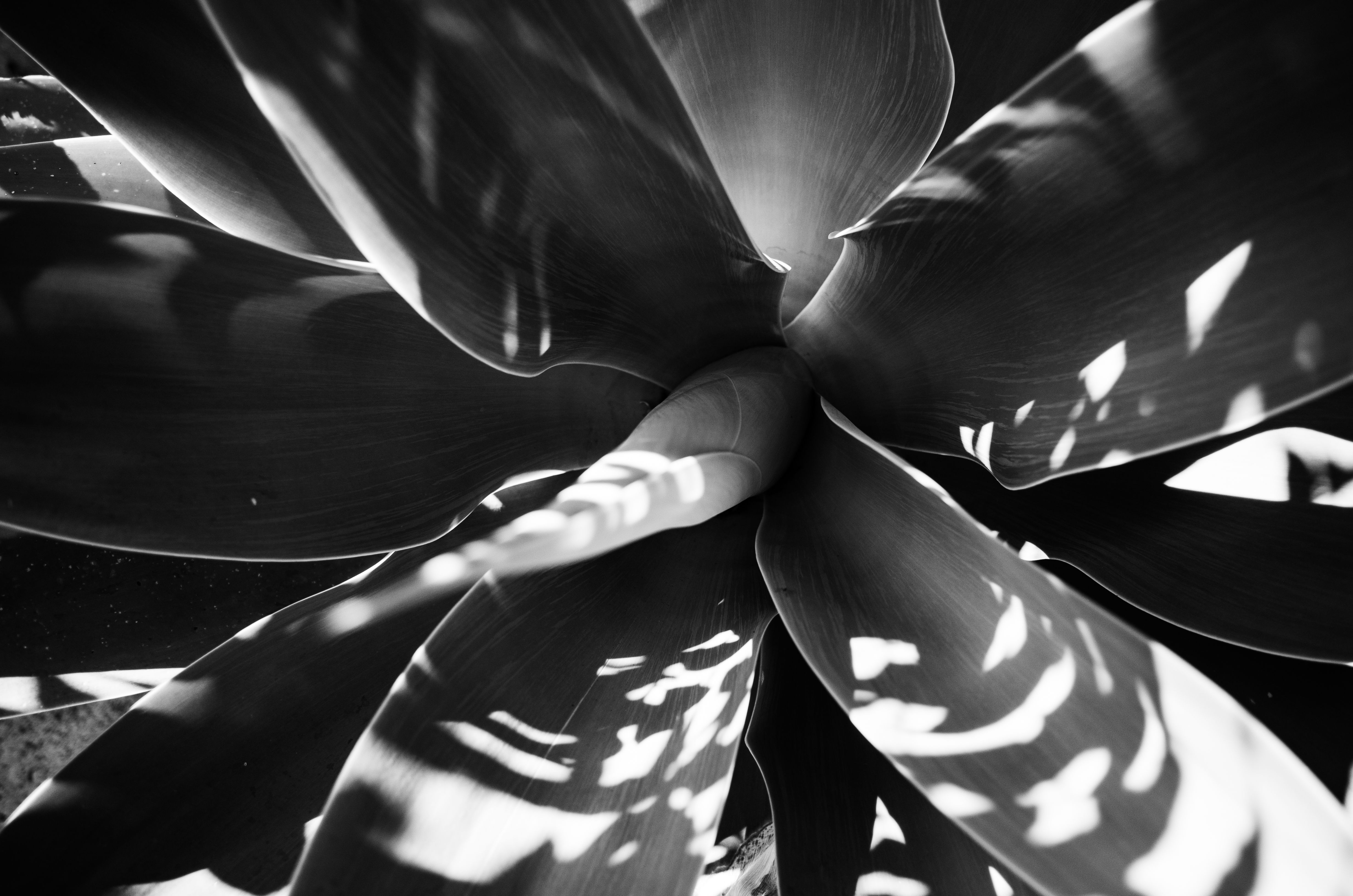 A Grayscale of the Leaves of a Plant · Free Stock Photo