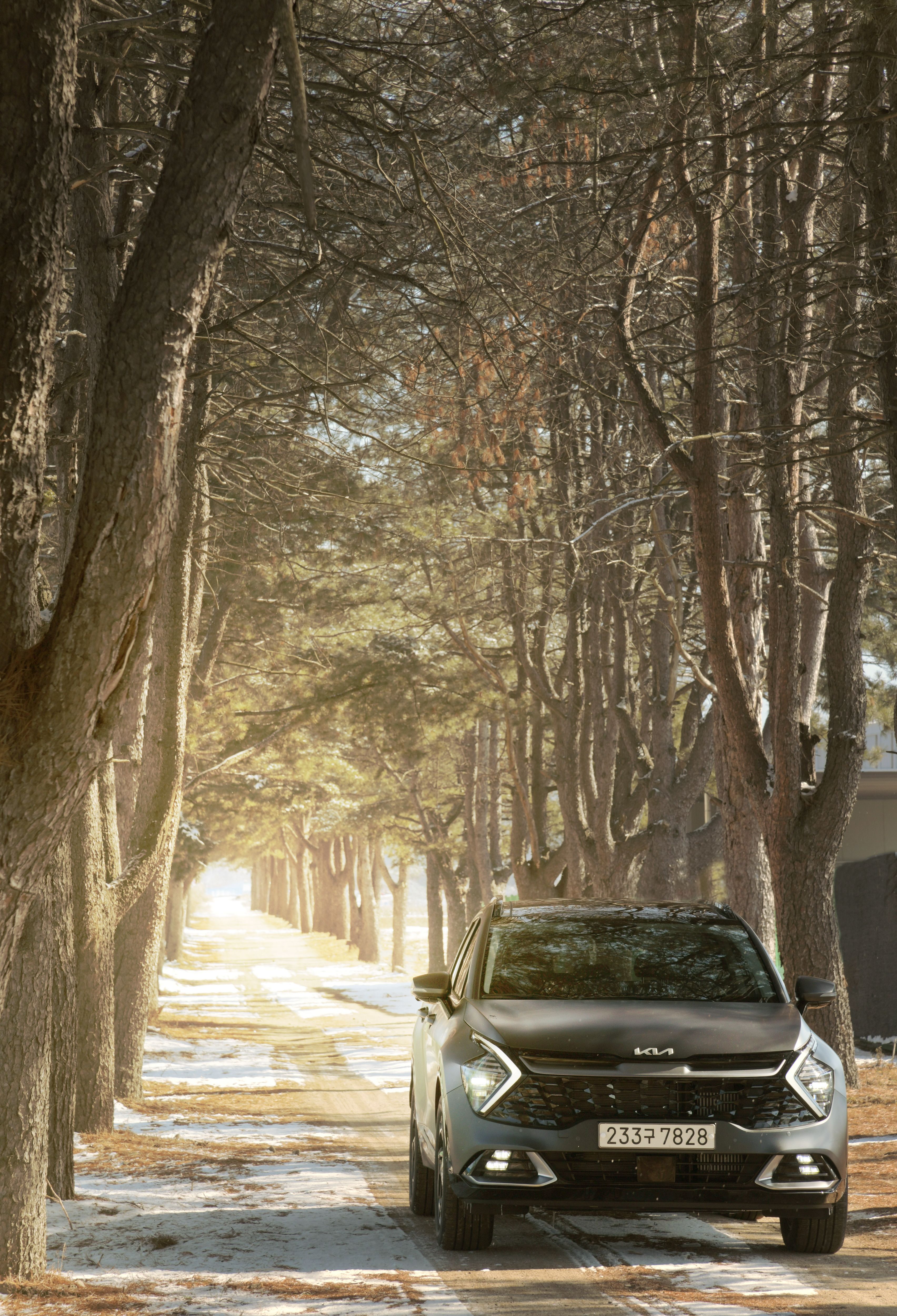 Photo of a Car Between Leafless Trees · Free Stock Photo