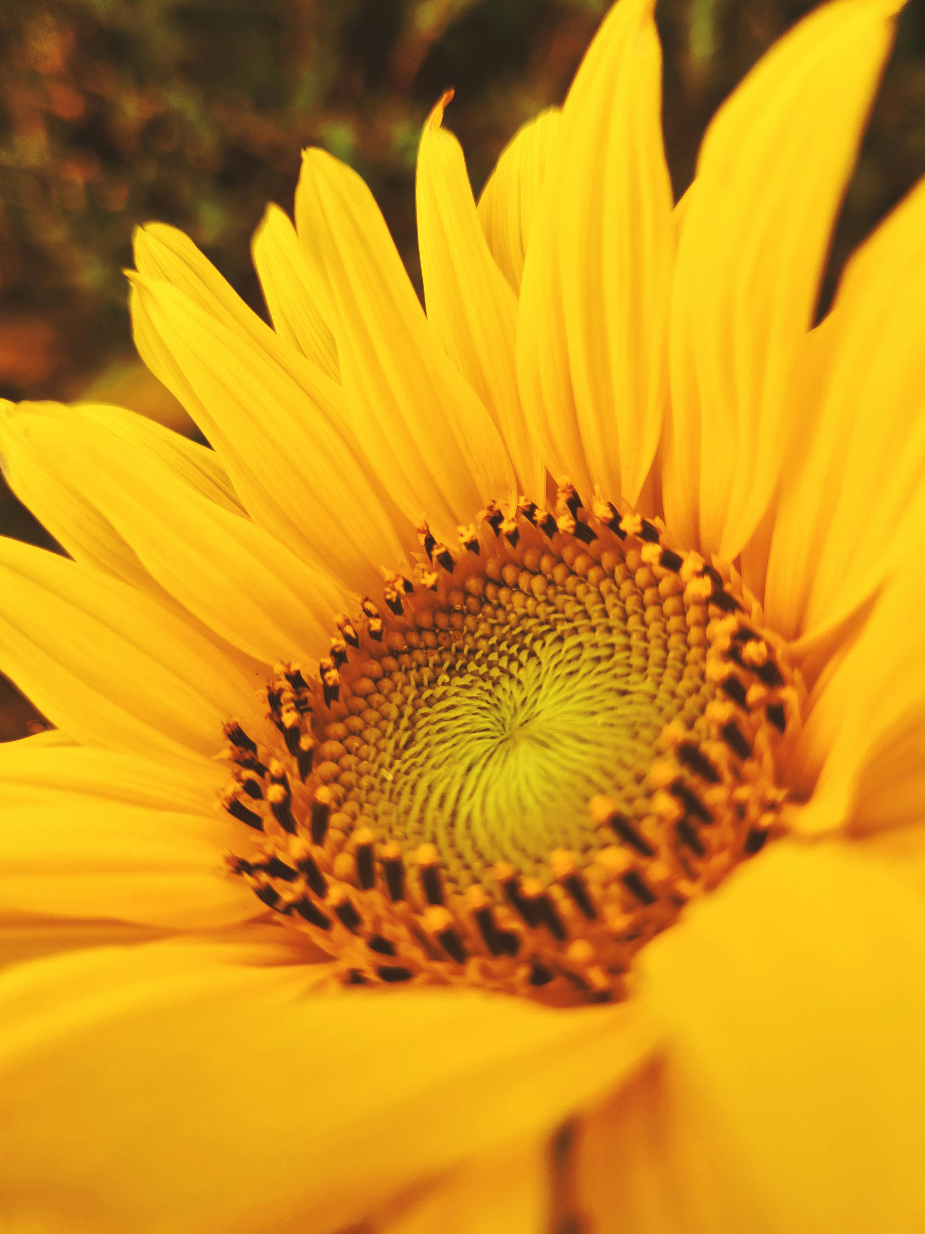 Macro Shot of a Yellow Sunflower · Free Stock Photo