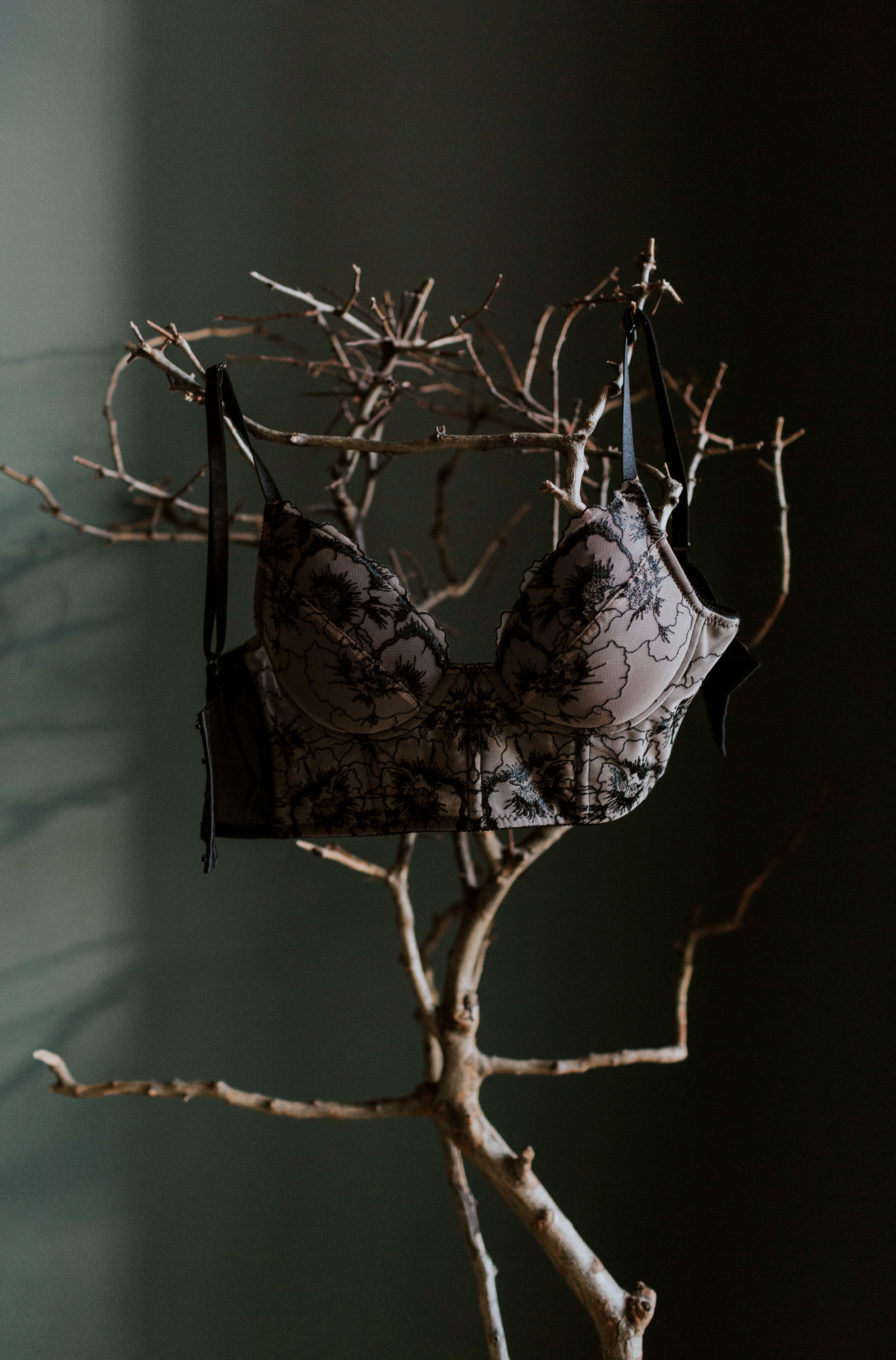 Elegant Bra on Branch · Free Stock Photo