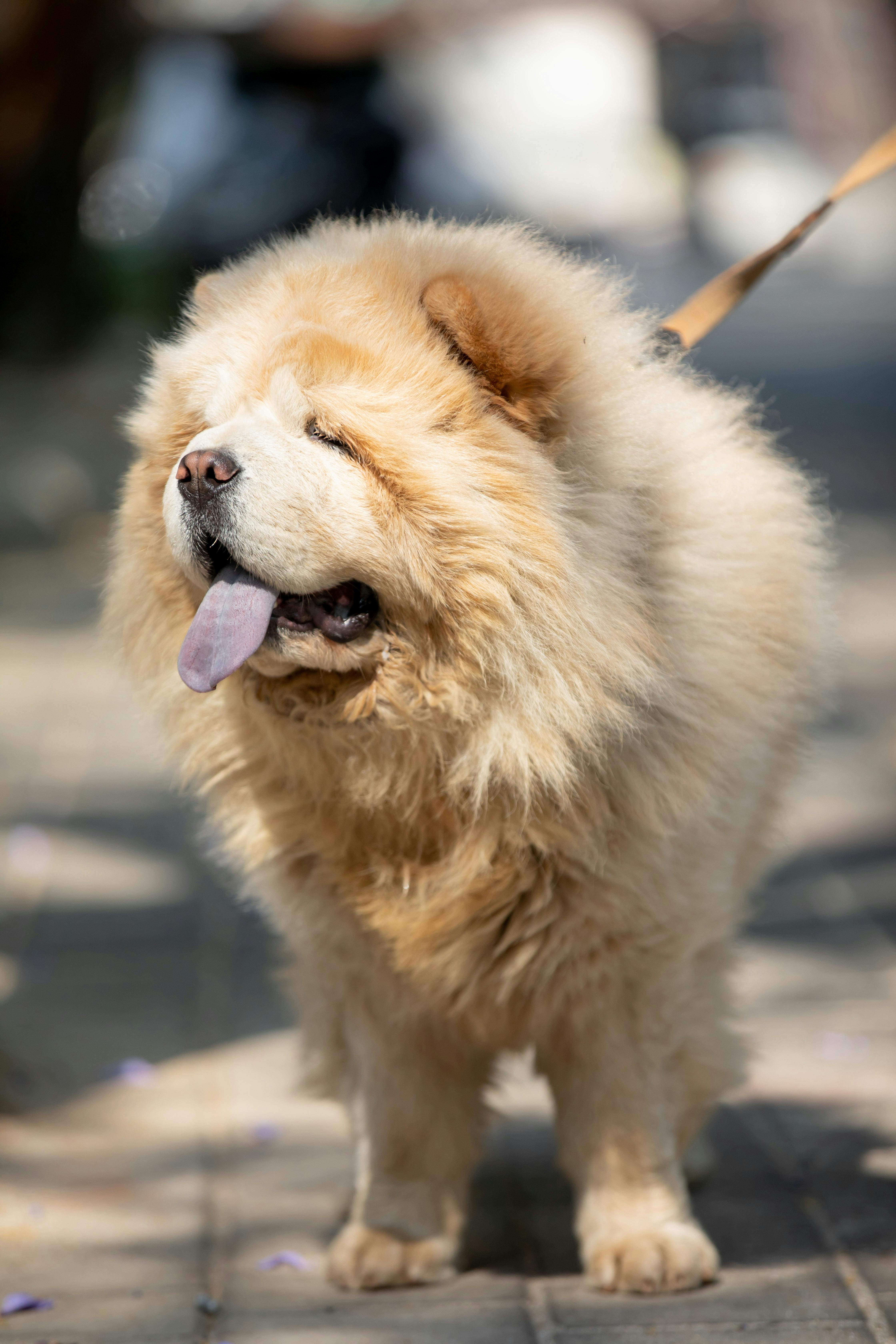 Chow Mein Photos, Download The BEST Free Chow Mein Stock Photos & HD Images