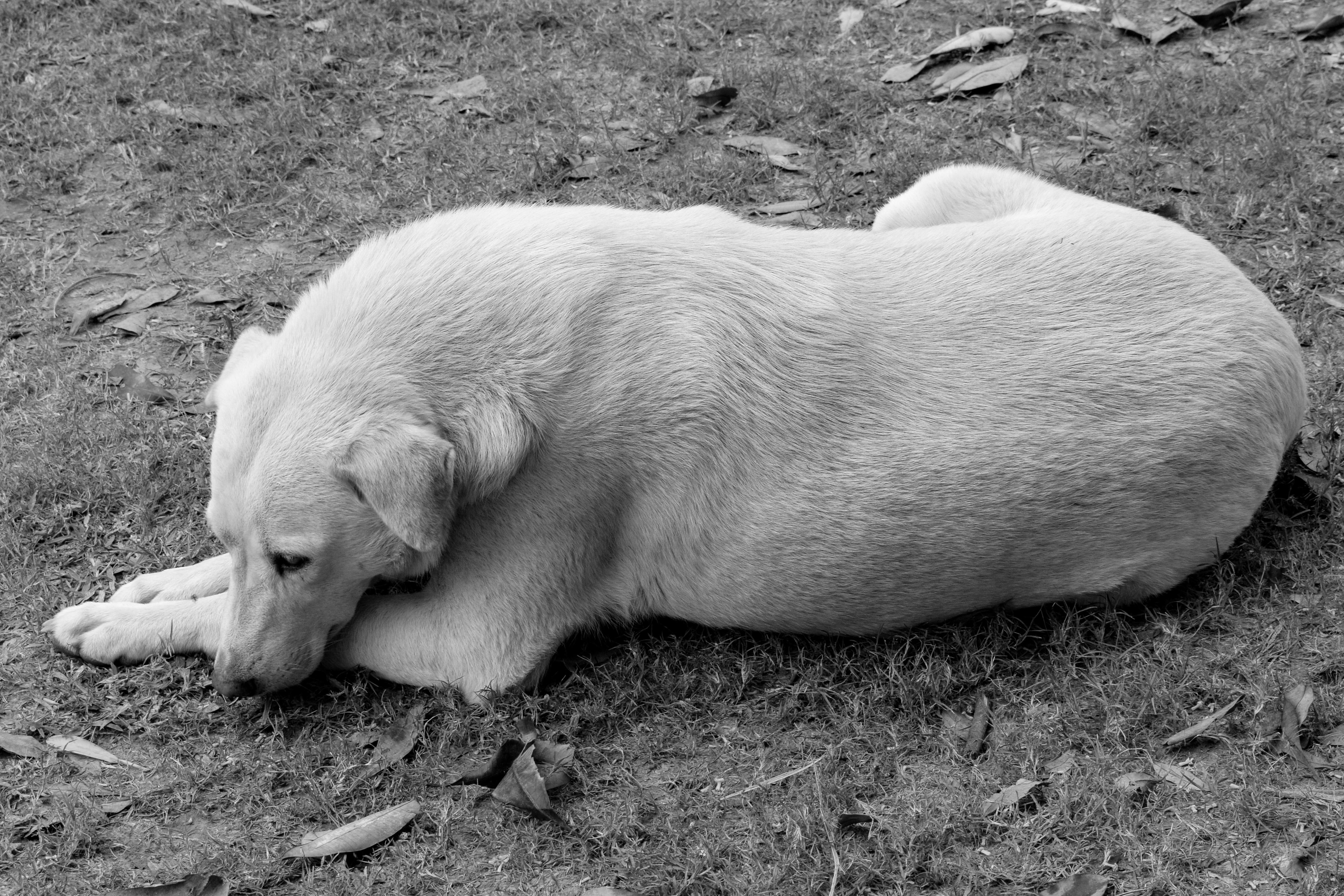 Grayscale Photo of a Dog · Free Stock Photo