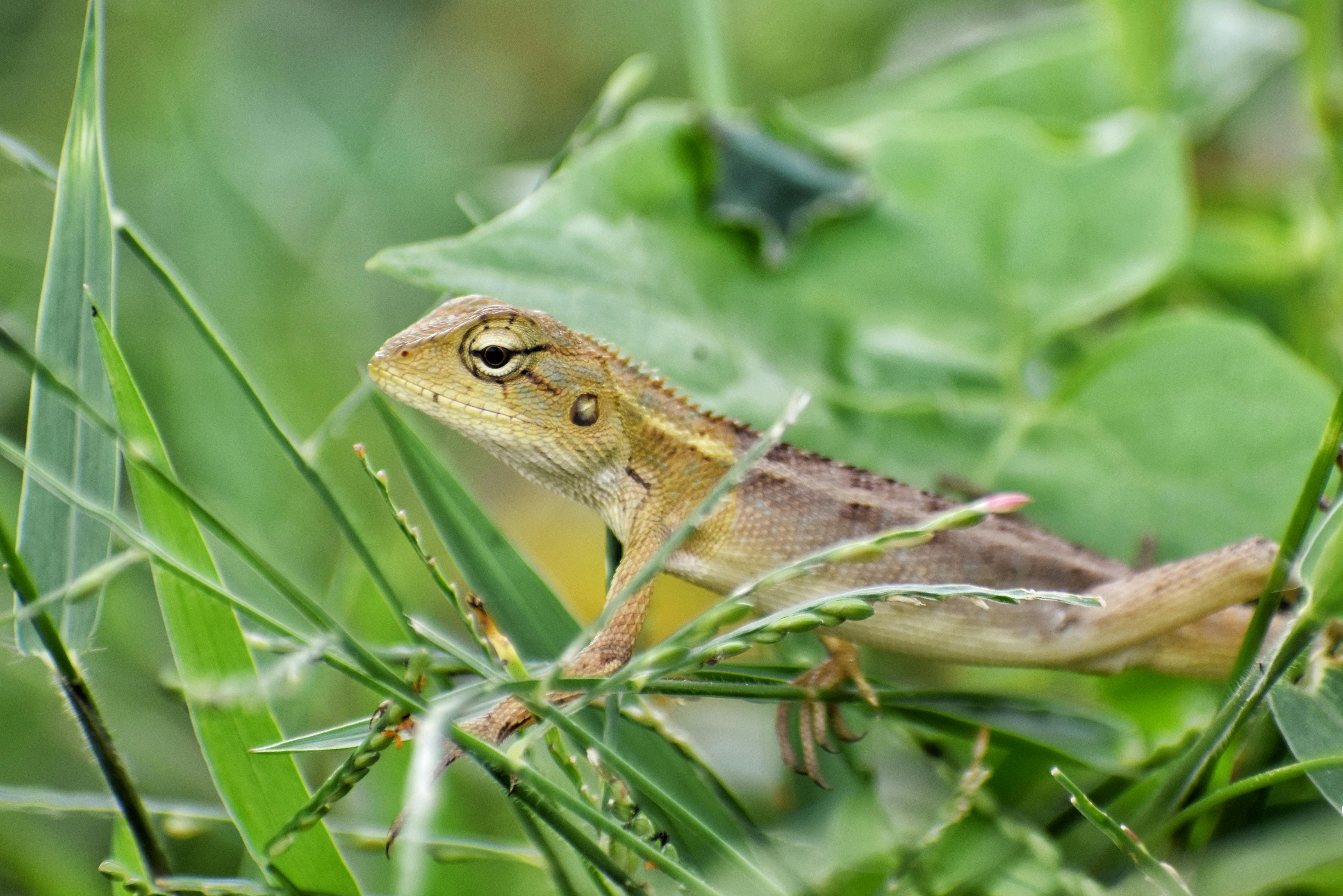 Brown and White Lizard Standing on Brown Surface · Free Stock Photo