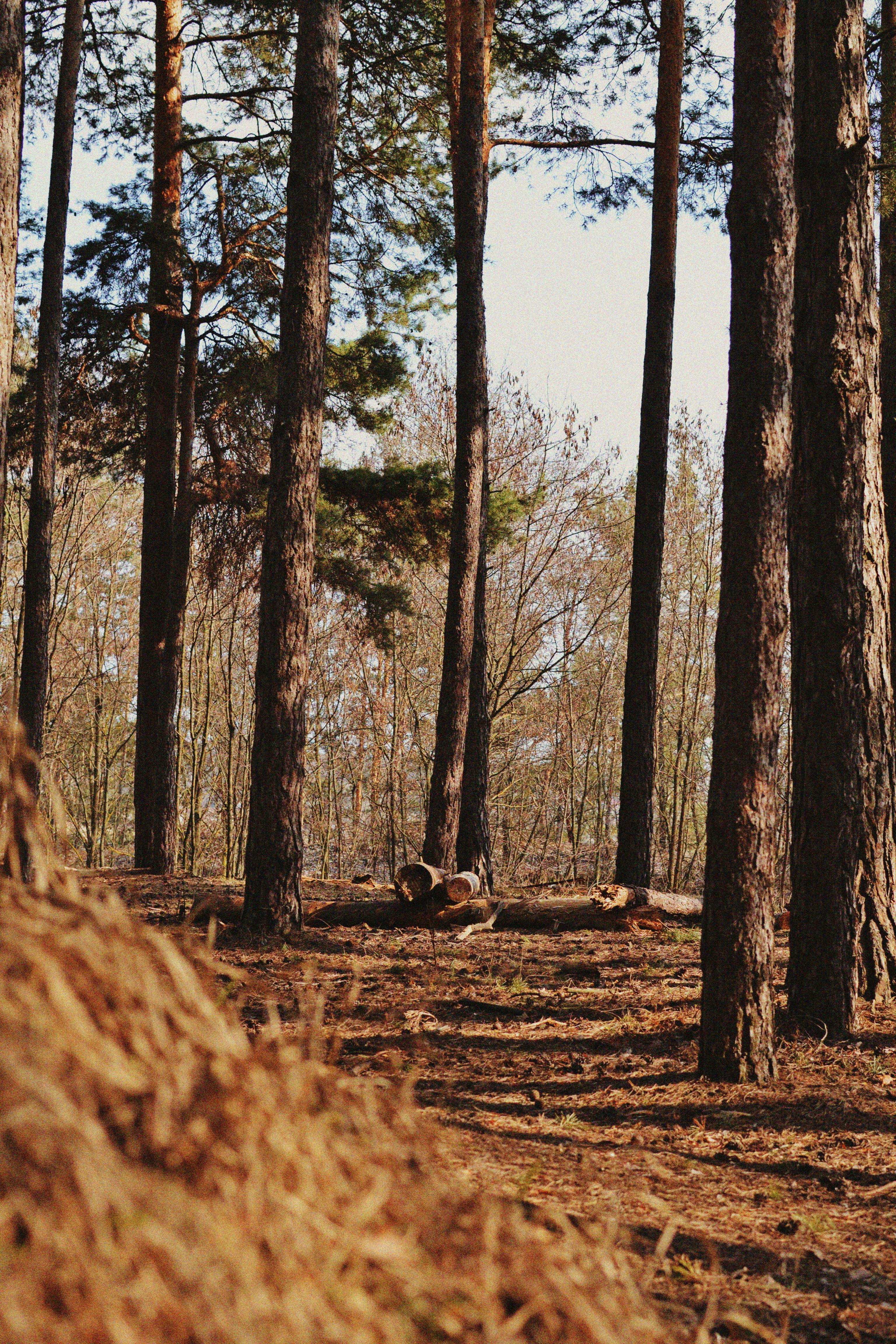 Brown Trees in the Forest · Free Stock Photo