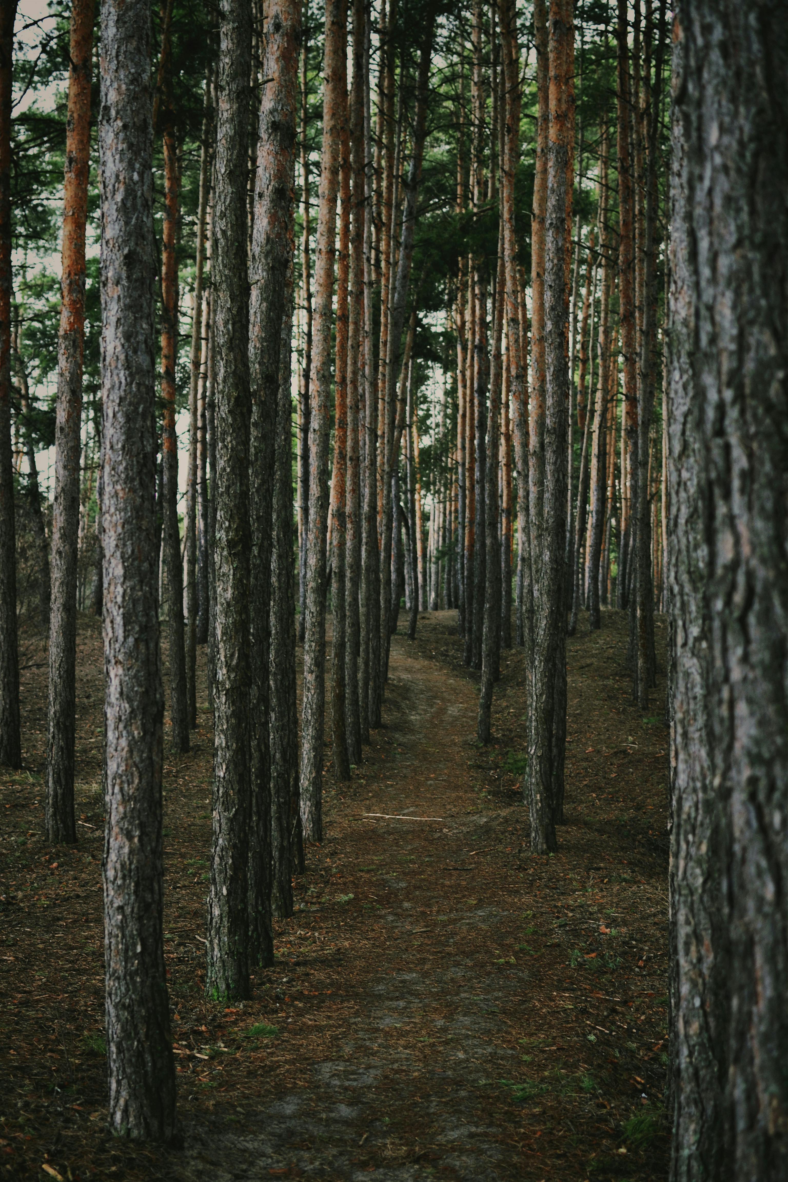 Rows Of Trees Photos, Download The BEST Free Rows Of Trees Stock Photos ...