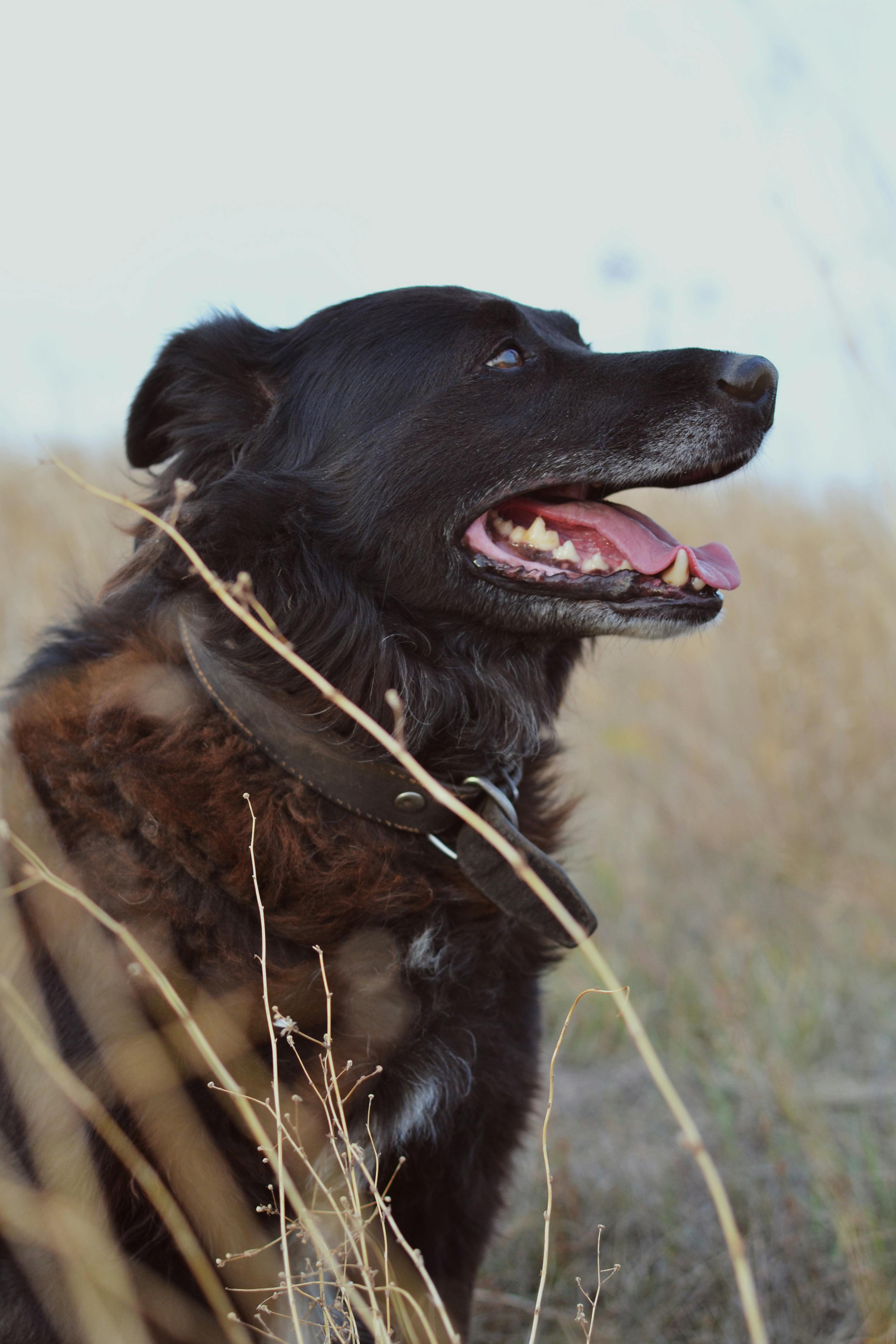 Photo of a Dog with an Open Moth · Free Stock Photo