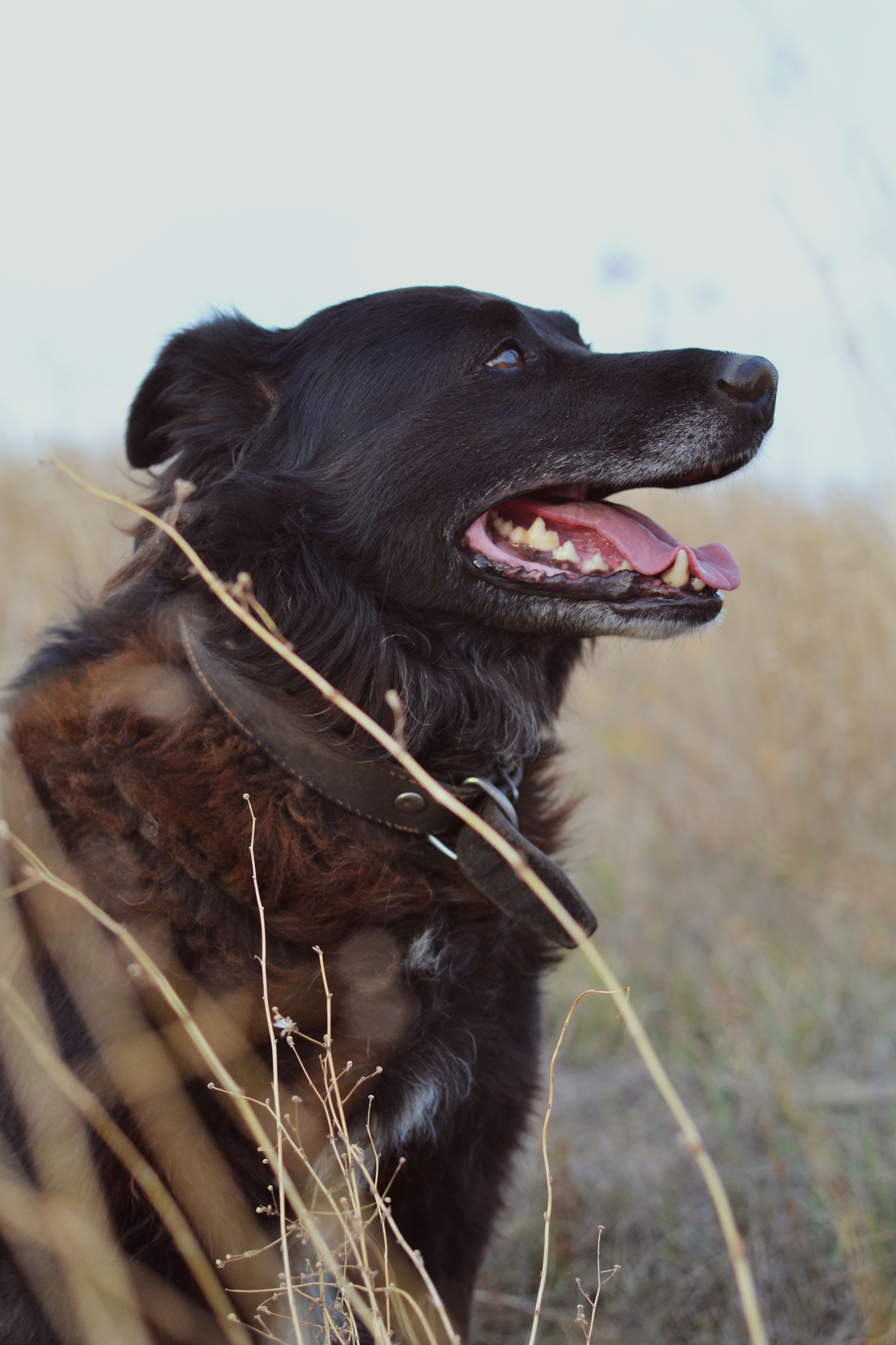 Photo of Mountain Cur · Free Stock Photo