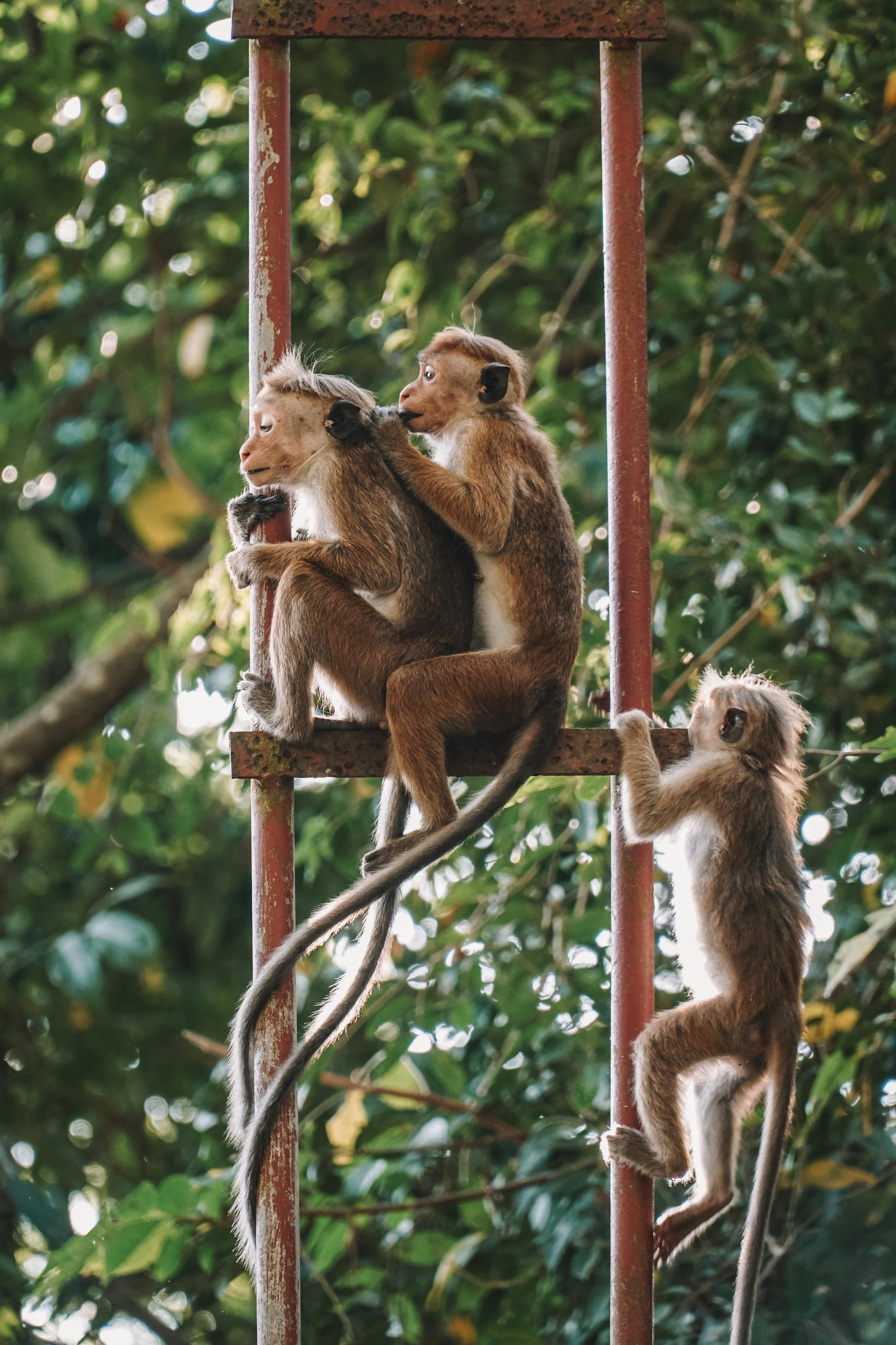 Monkeys on Red Metal Bar · Free Stock Photo