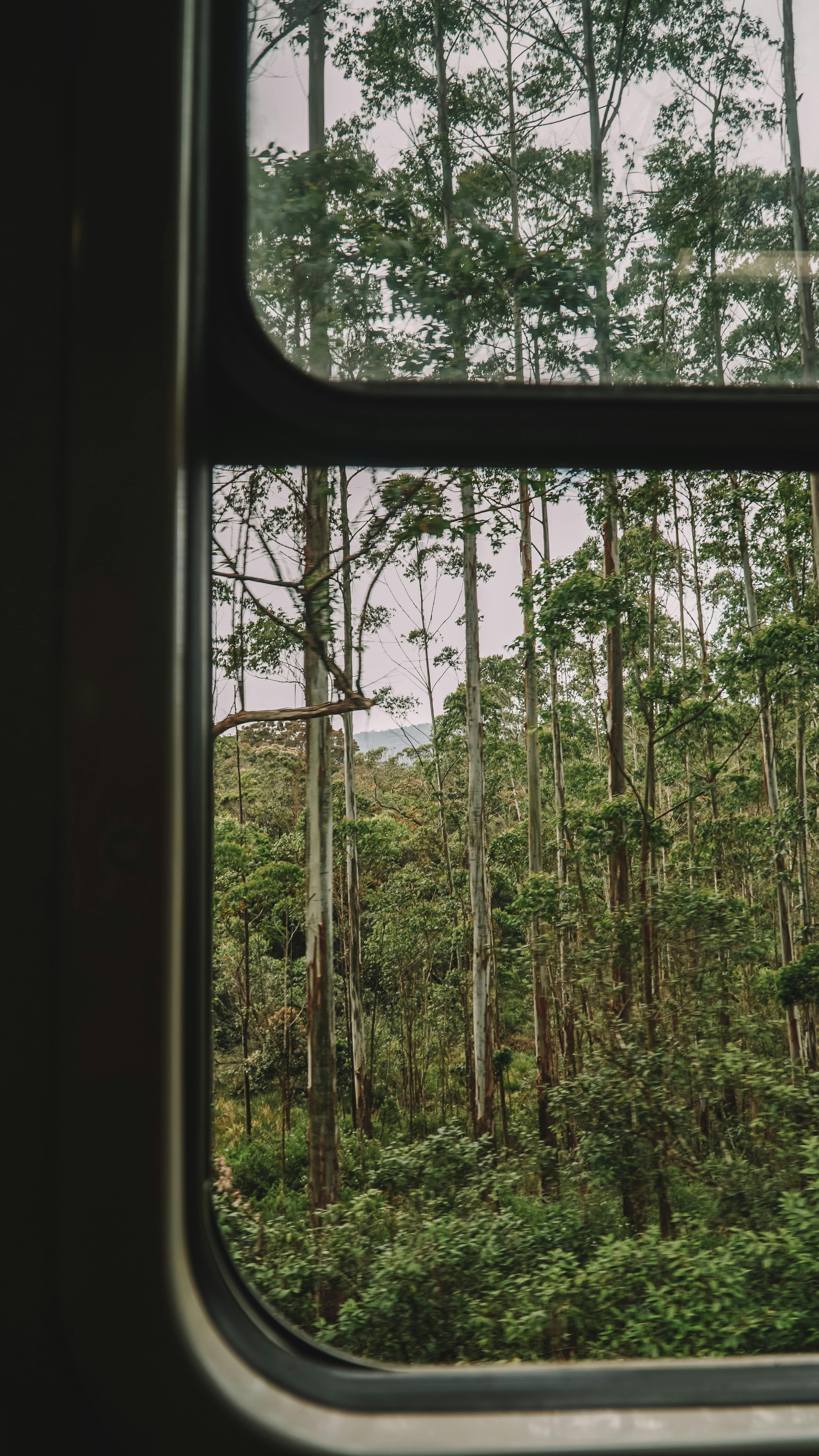 Green Trees Outside the Window · Free Stock Photo