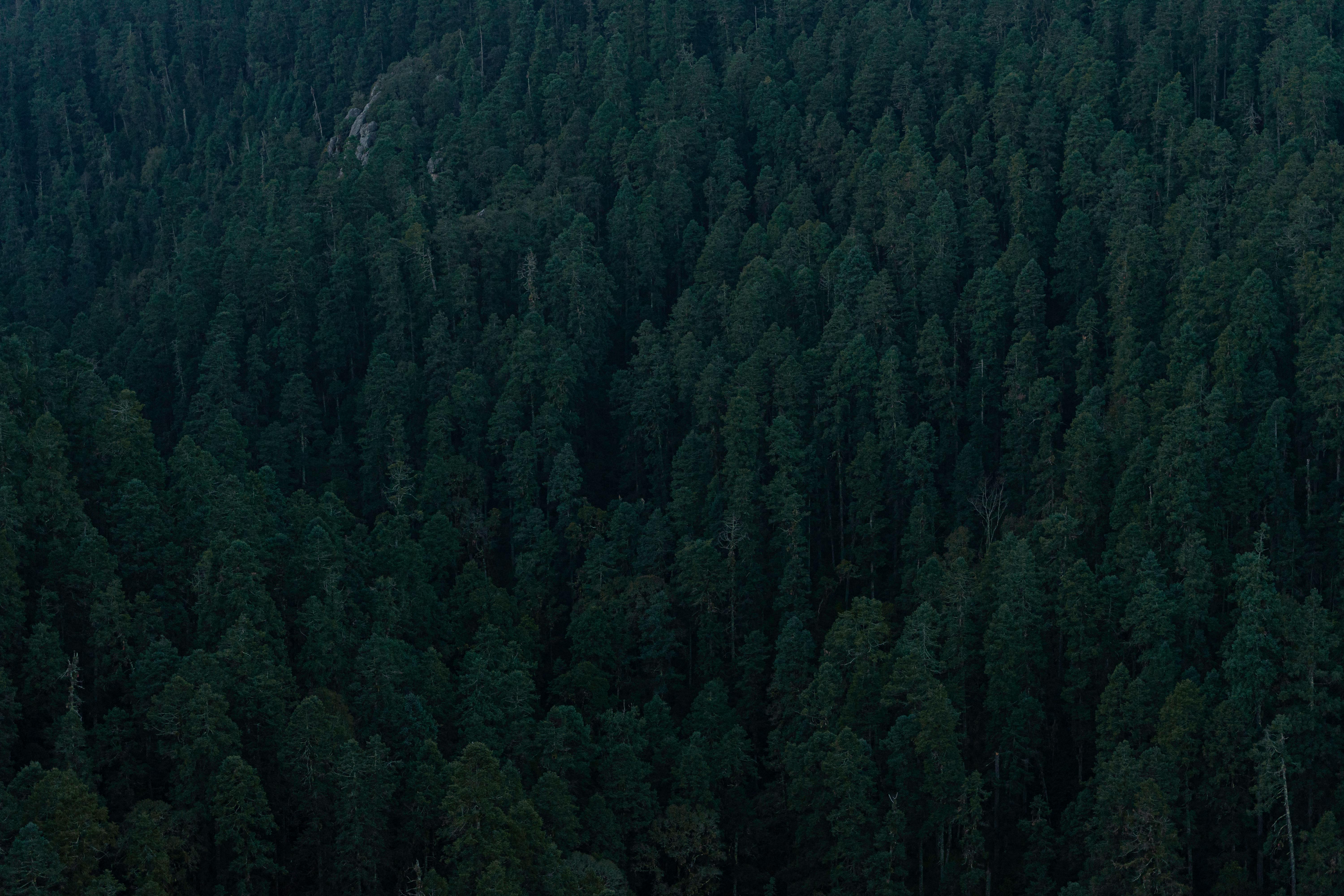 Aerial View of Forest · Free Stock Photo