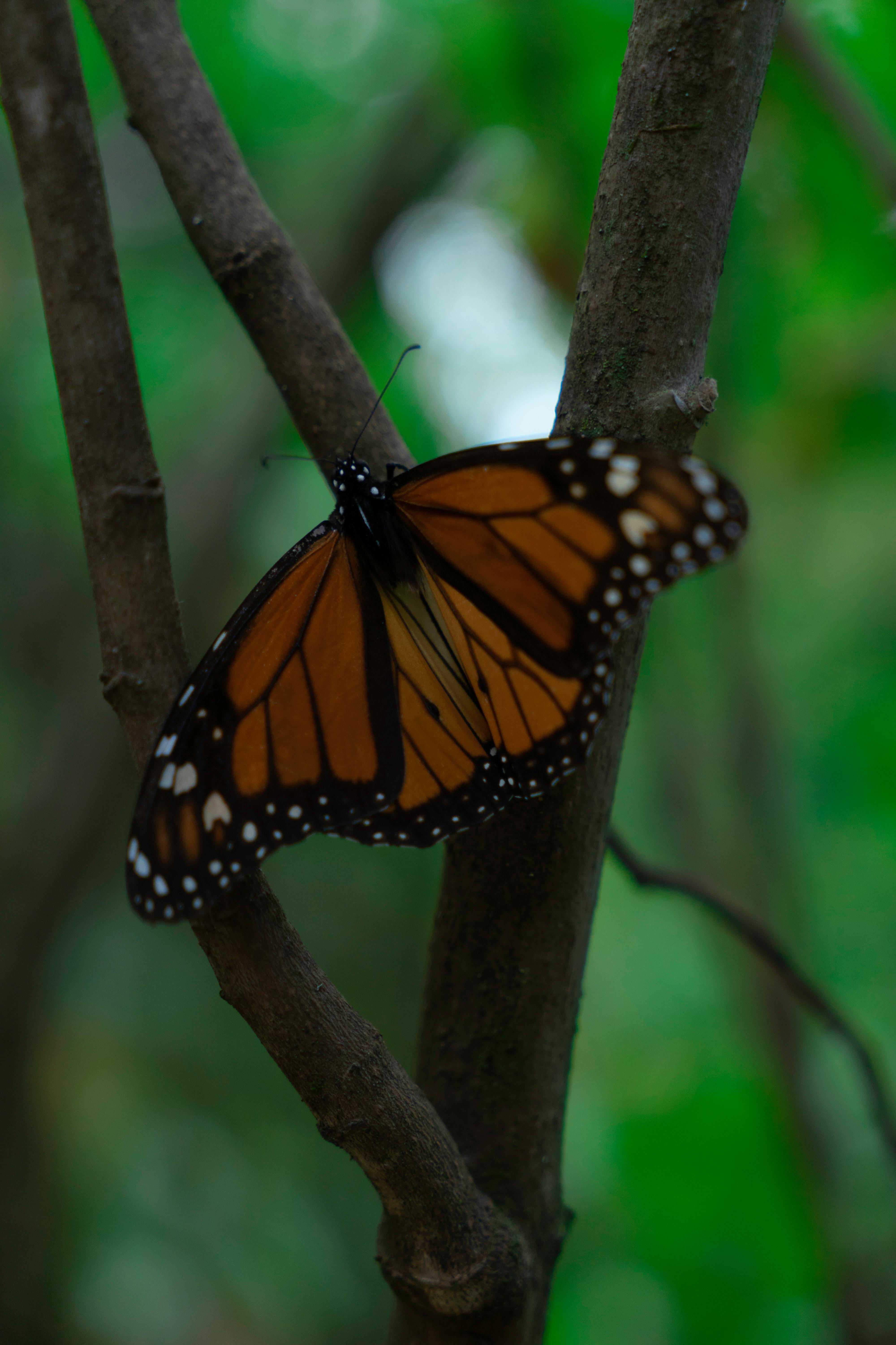 Monarch Butterfly Caterpillar · Free Stock Photo