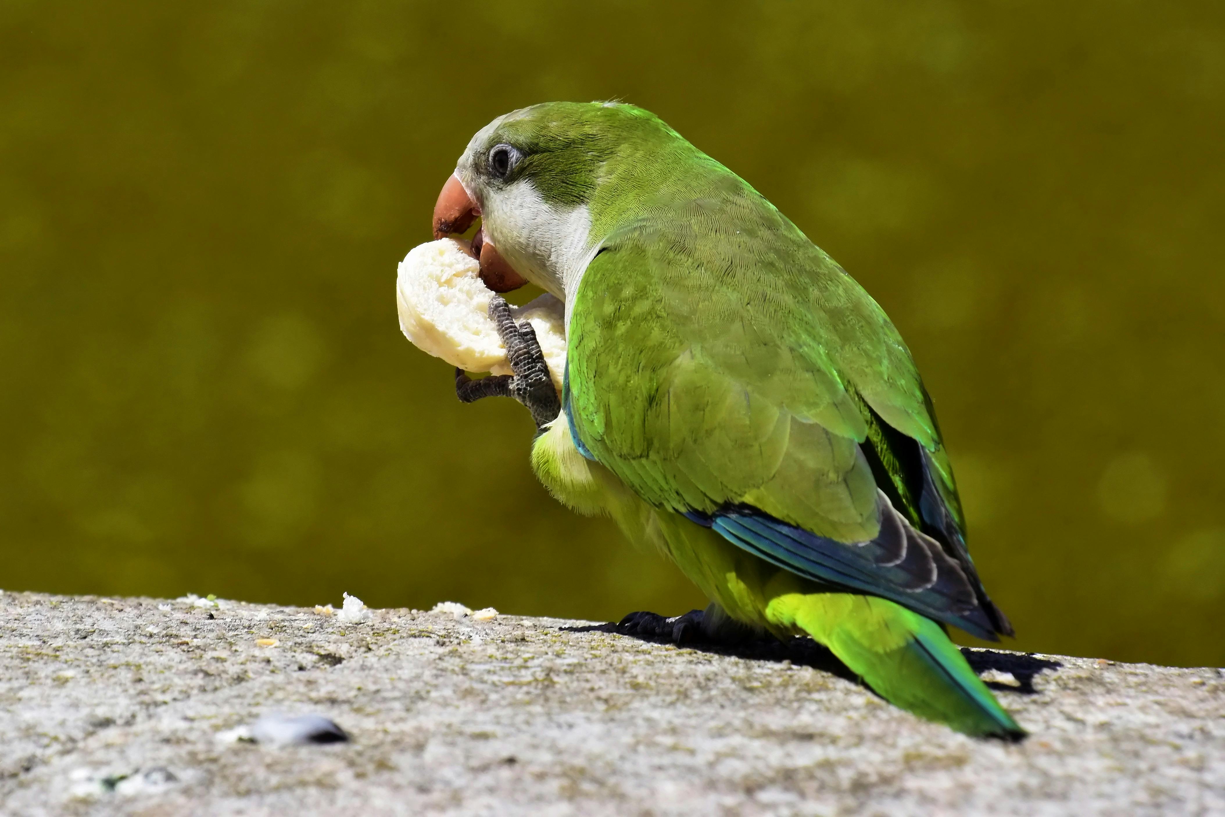Close-Up Shot of a Parrot Eating · Free Stock Photo