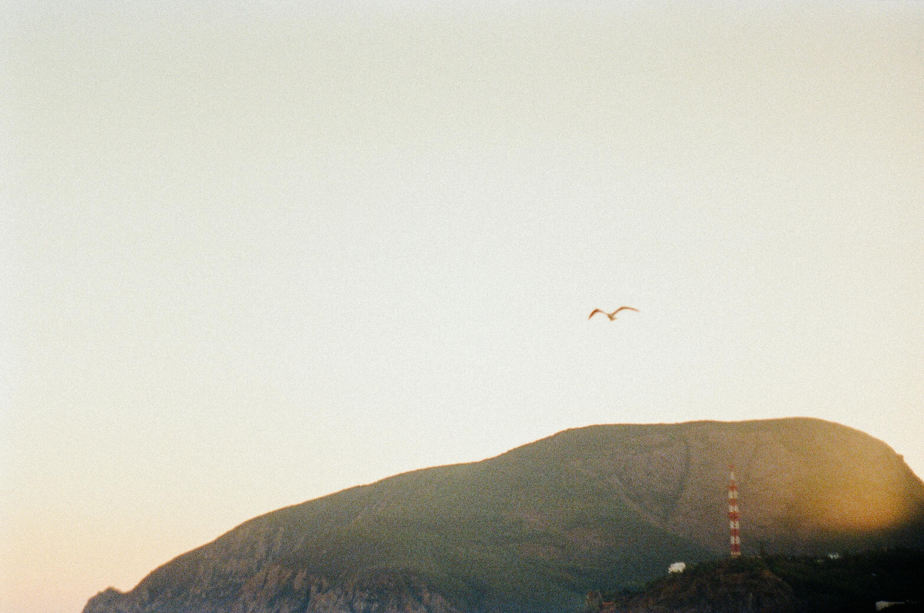 Birds Flying over the Mountain · Free Stock Photo
