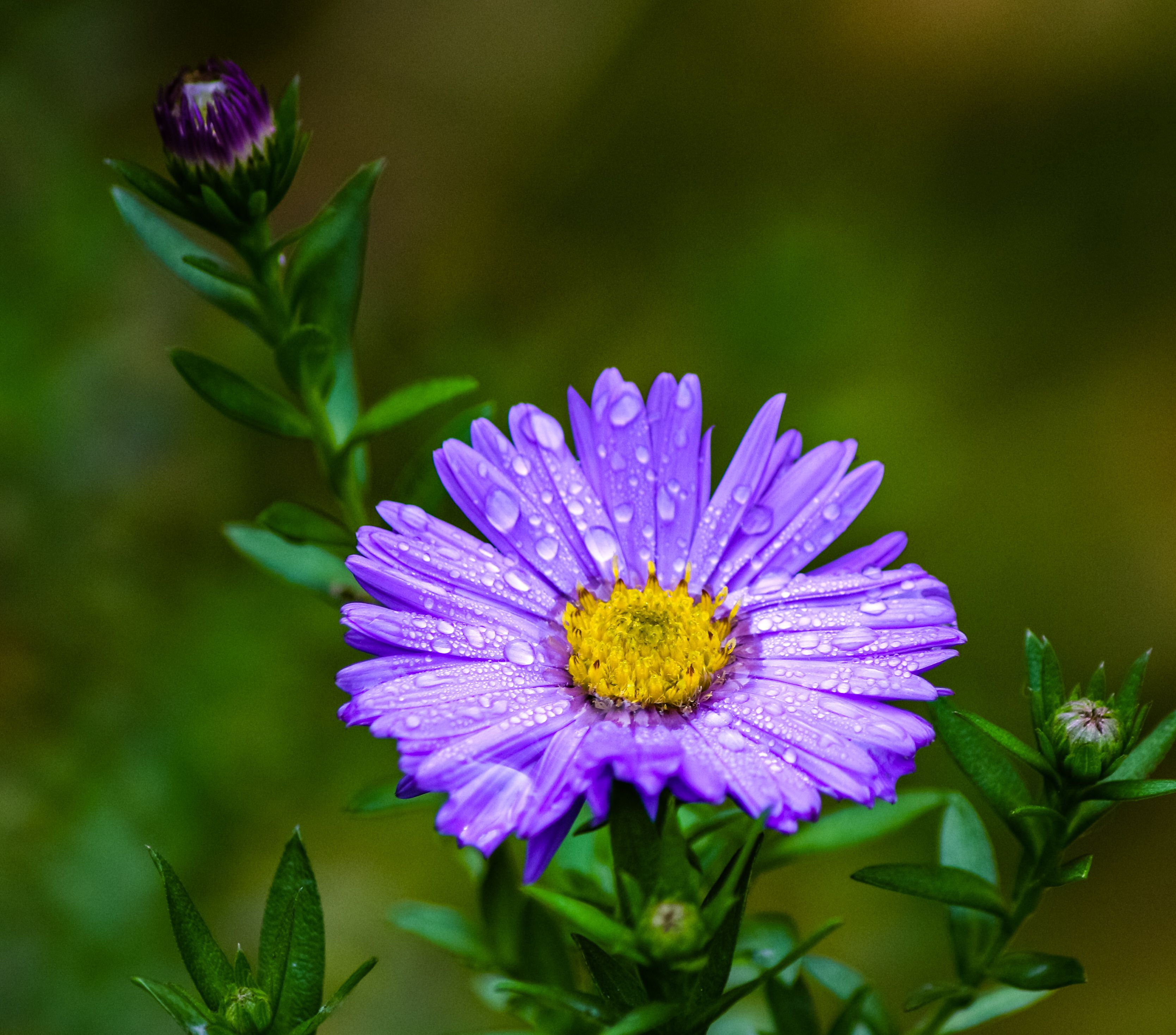 A Close-Up Shot of Wet Flowers · Free Stock Photo