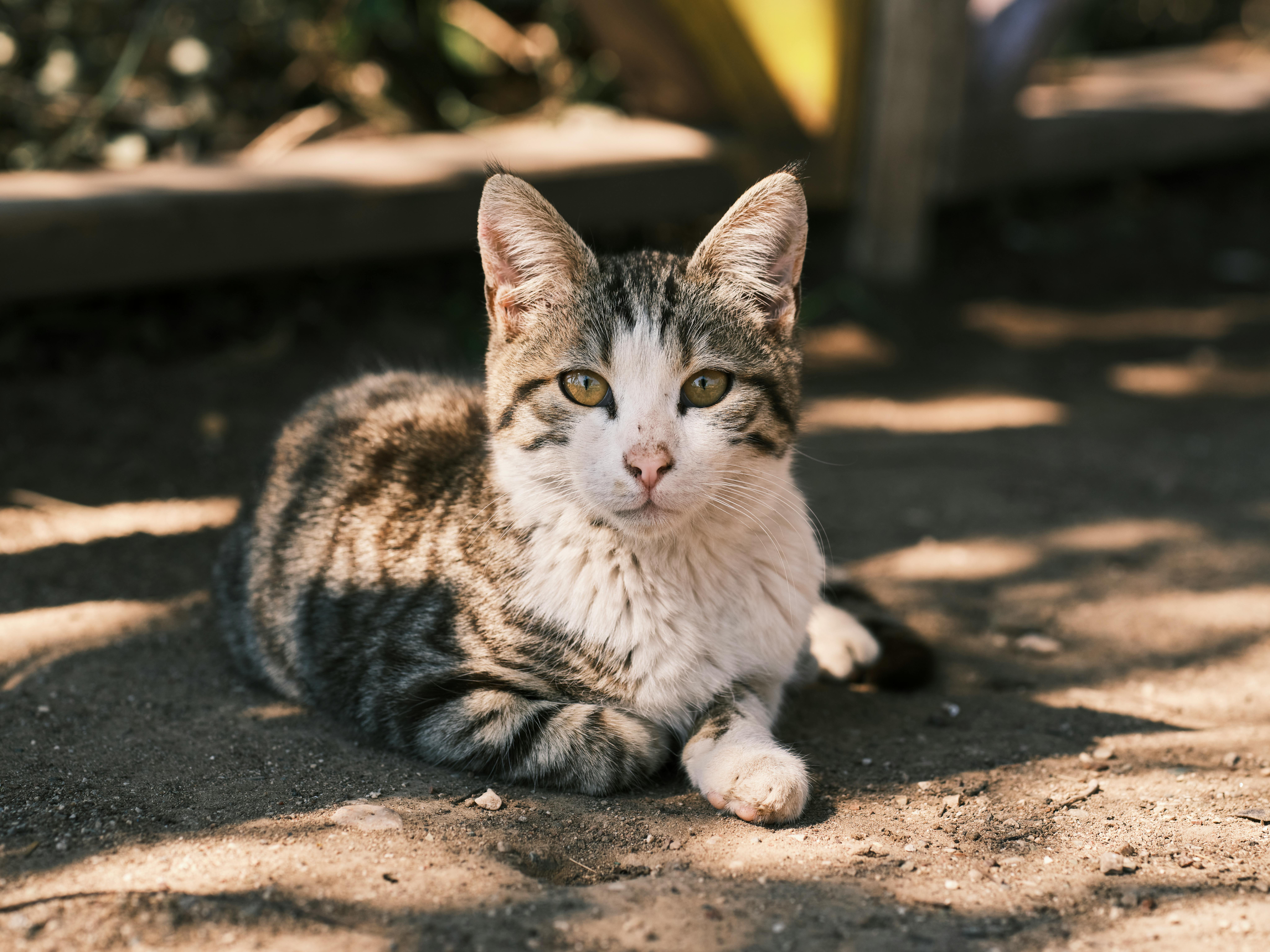 A Cat Lying on the Ground · Free Stock Photo